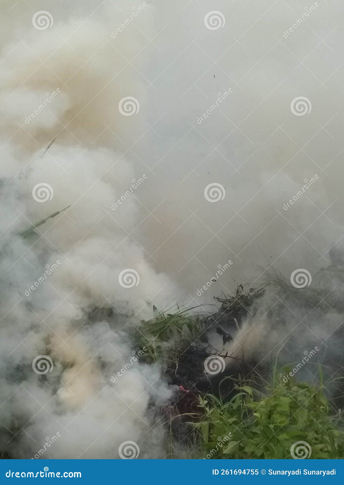 Smoke from Burning Green Grass Waste Stock Image - Image of quail ...