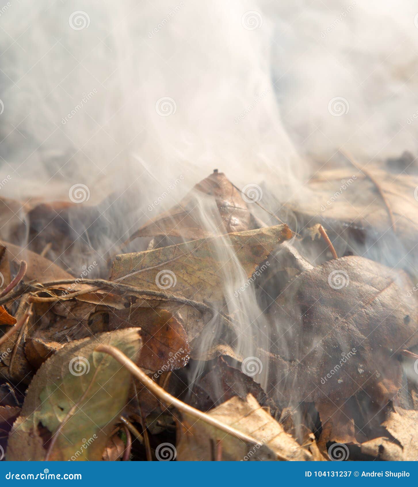 Smoke from burning leaves stock image. Image of fallen - 104131237