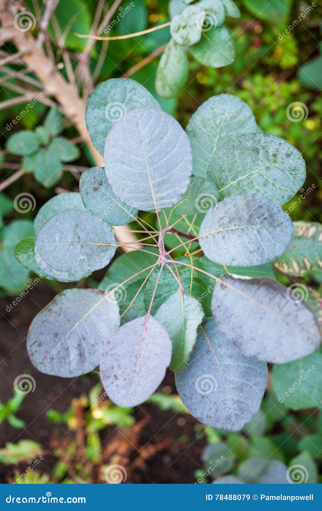 Smoke bush leaves stock image. Image of nature, changing - 78488079