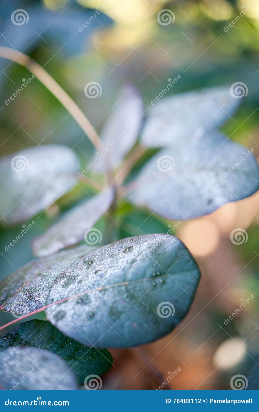 Smoke bush leaves stock photo. Image of coggygria, green - 78488112