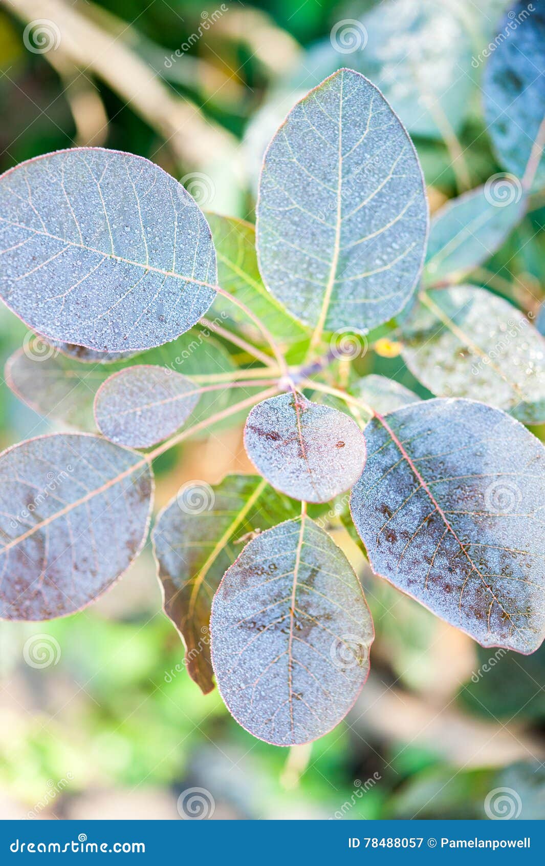 Smoke bush leaves stock image. Image of coggygria, colorful - 78488057