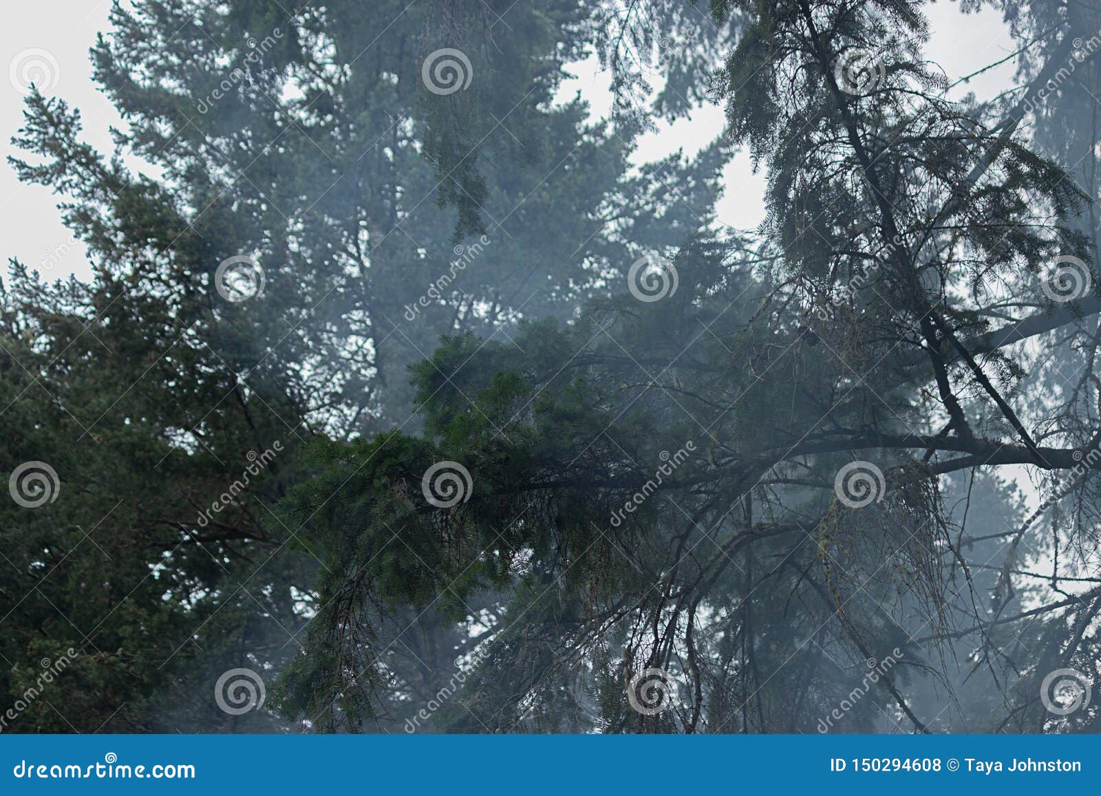Smoke Crawling Up through Large Pine Trees Stock Photo - Image of cloud ...