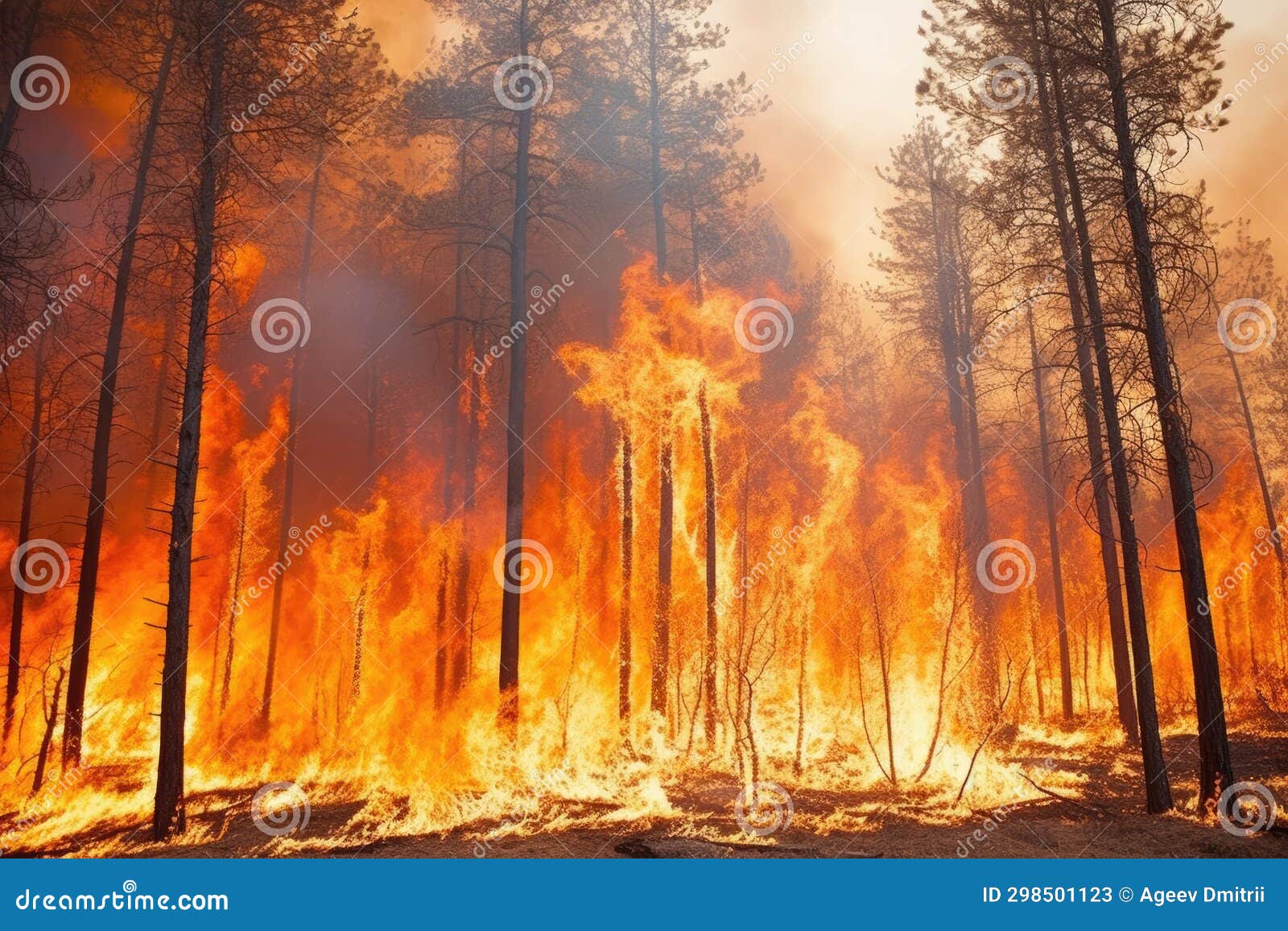 Emergency Tree Forest Burn Danger Damage Smoke Nature Disaster Heat ...