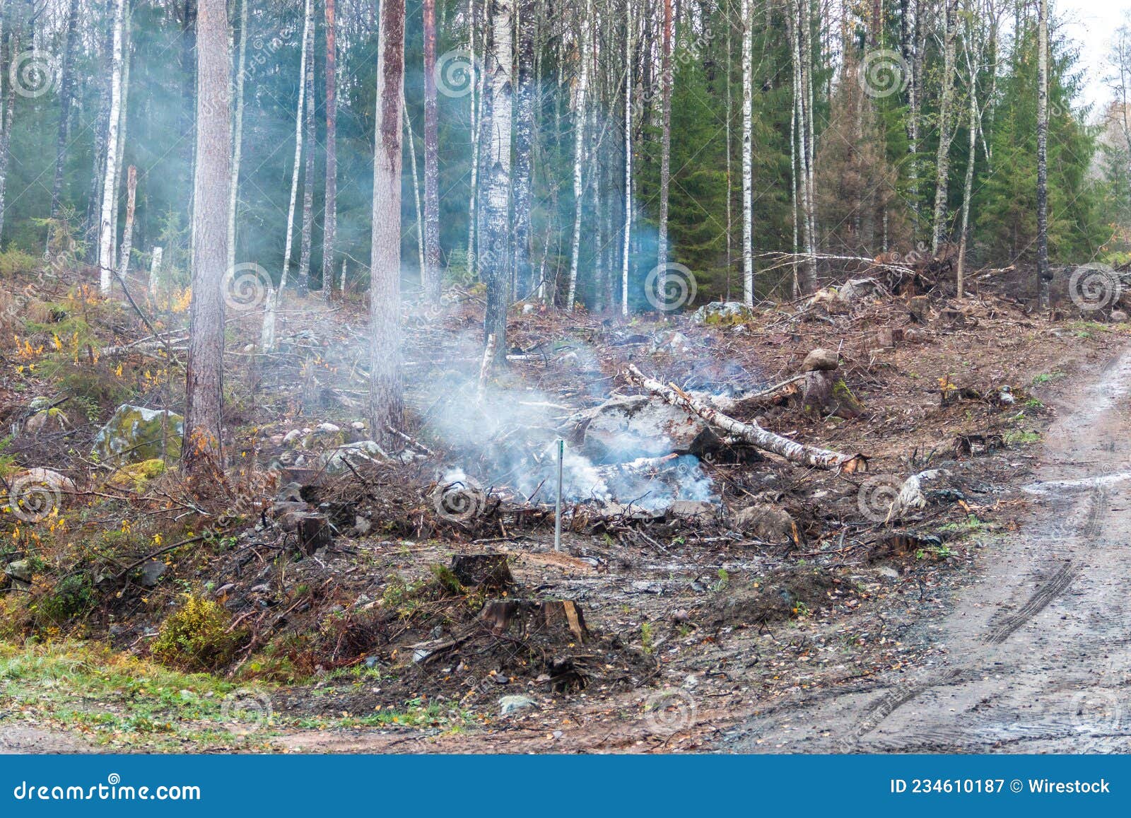 Smoke Development after Trees Have Been Burned Down in the Forest Stock ...