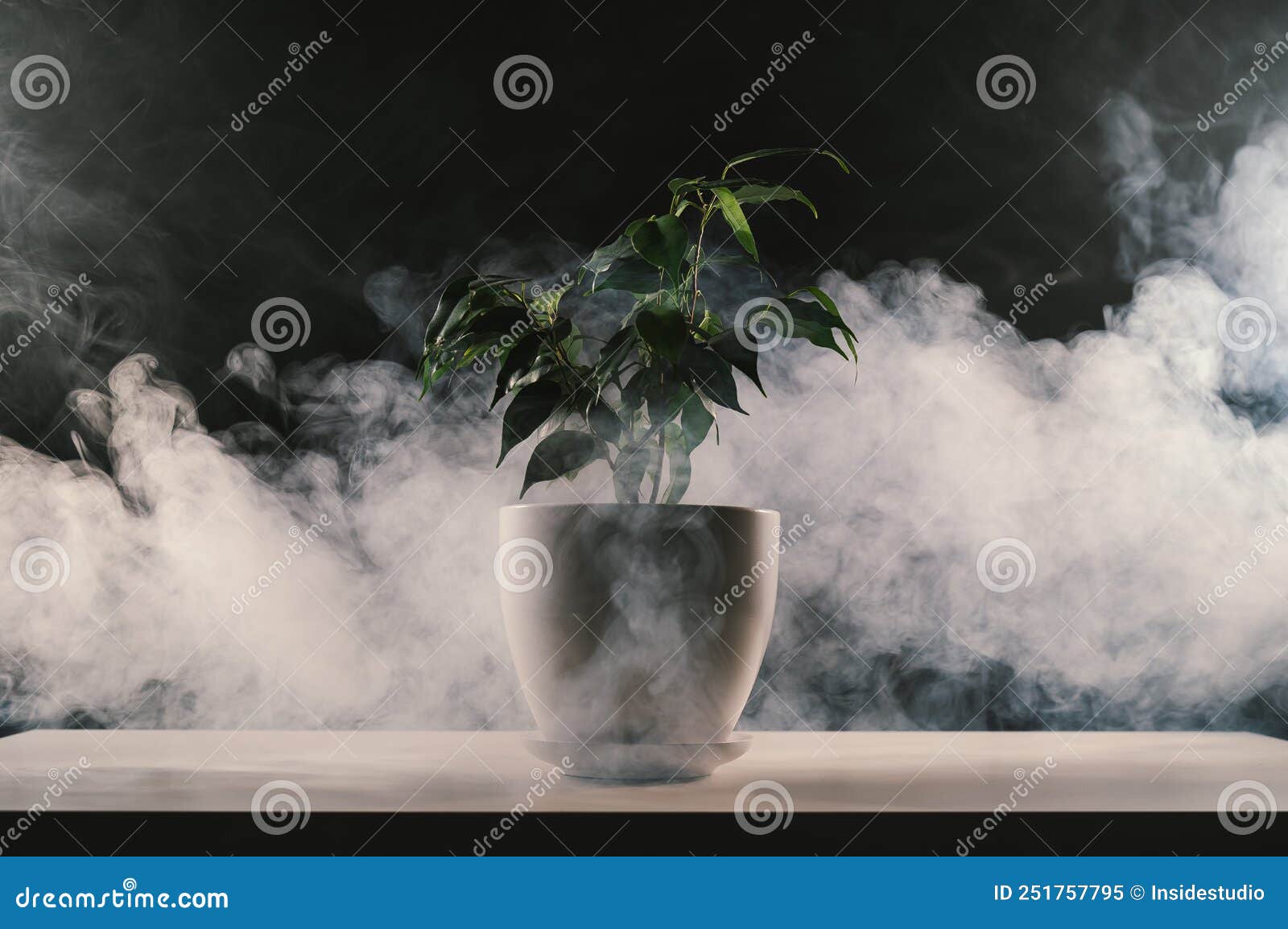 Smoke on a Ficus in a Pot on a Black Background. Stock Image - Image of ...