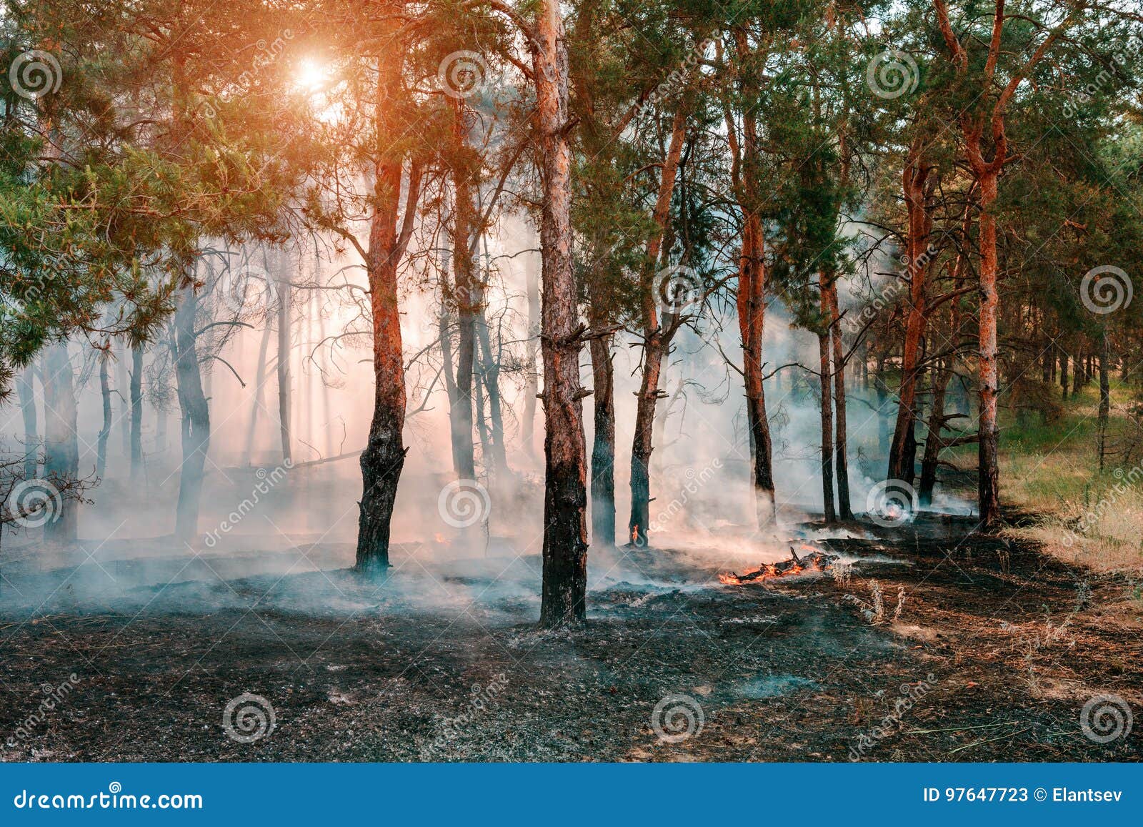 Smoke from a Fire in the Forest. Stock Image - Image of tree, burn ...