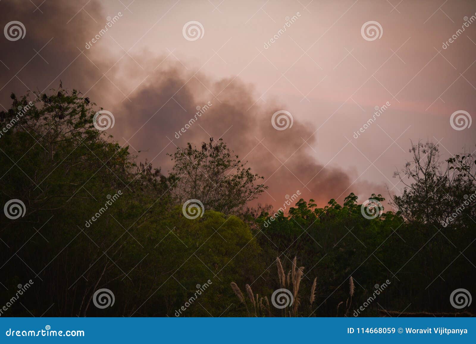 Smoke on fire Forest tree stock image. Image of control - 114668059