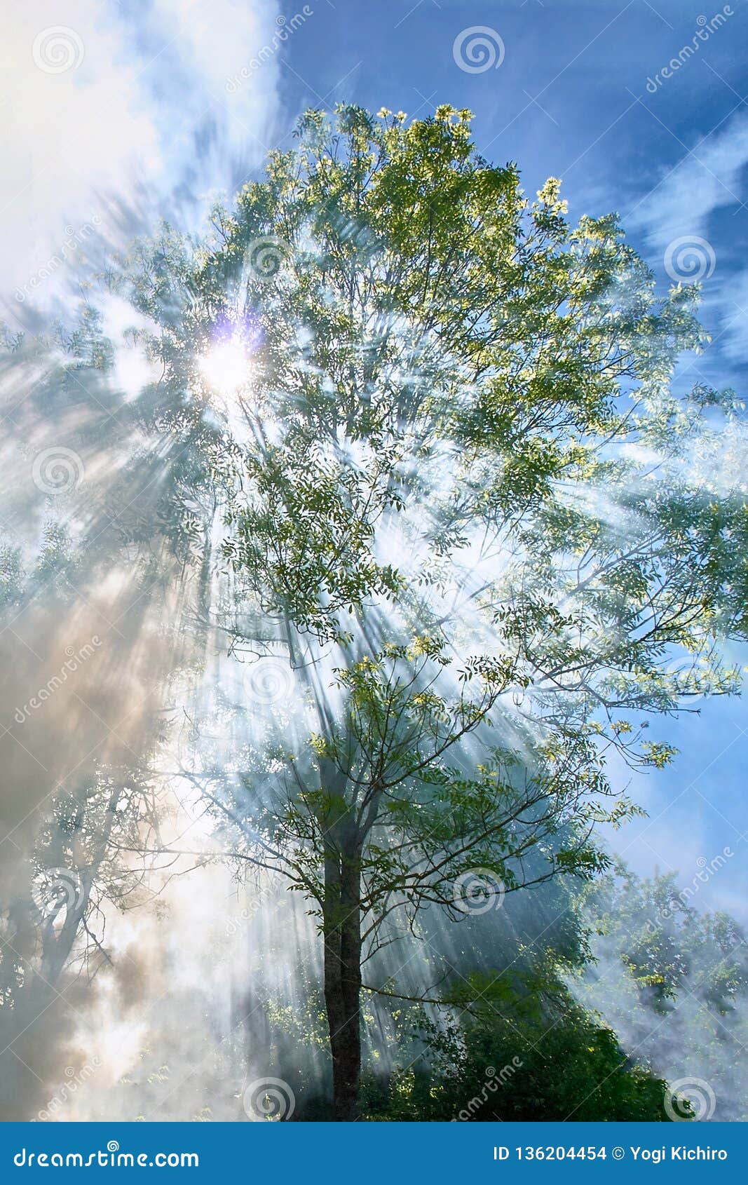 The Smoke from the Fire among the Trees in the Sun Against the Blue Sky ...