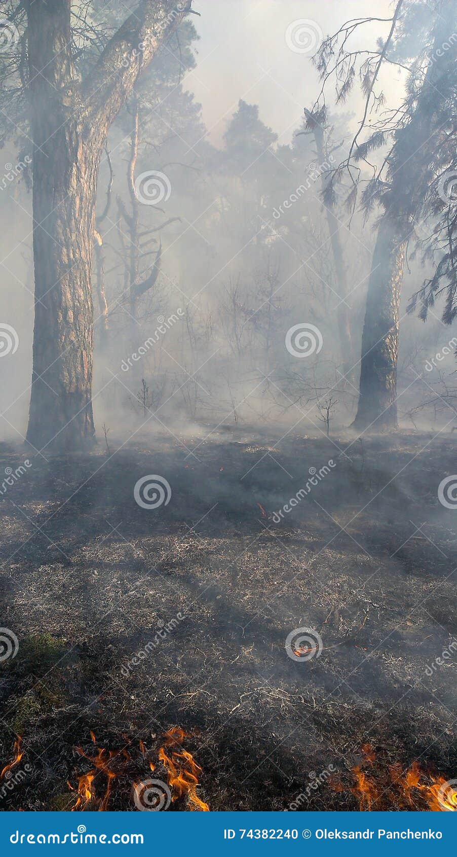 Smoke and Flame Bellow from the Wildfire Stock Photo - Image of ecology ...