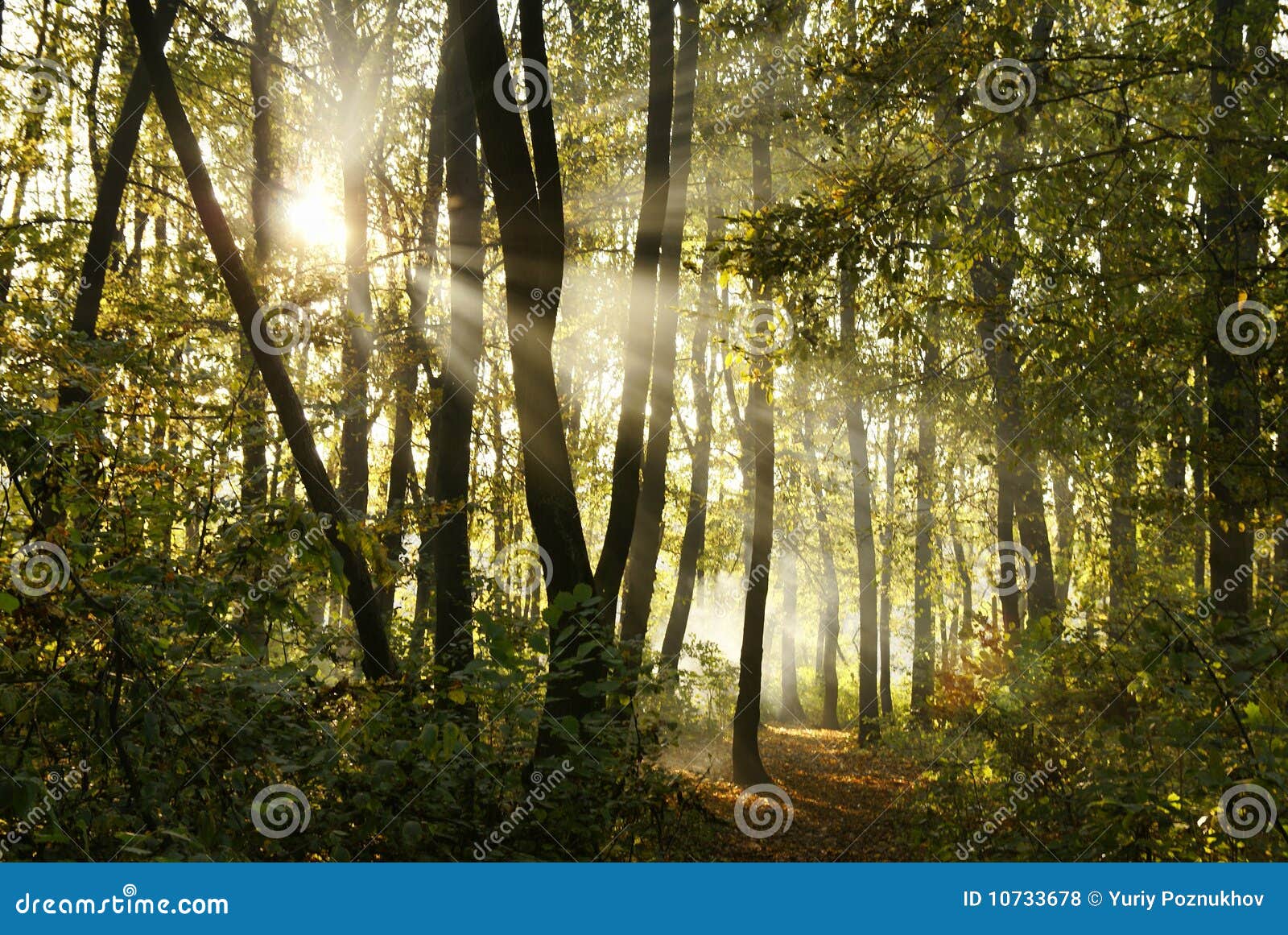 Smoke in the forest stock photo. Image of nature, season - 10733678