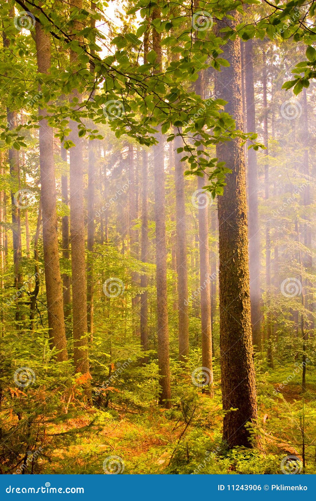 Smoke in forest stock photo. Image of view, foliage, environment - 11243906