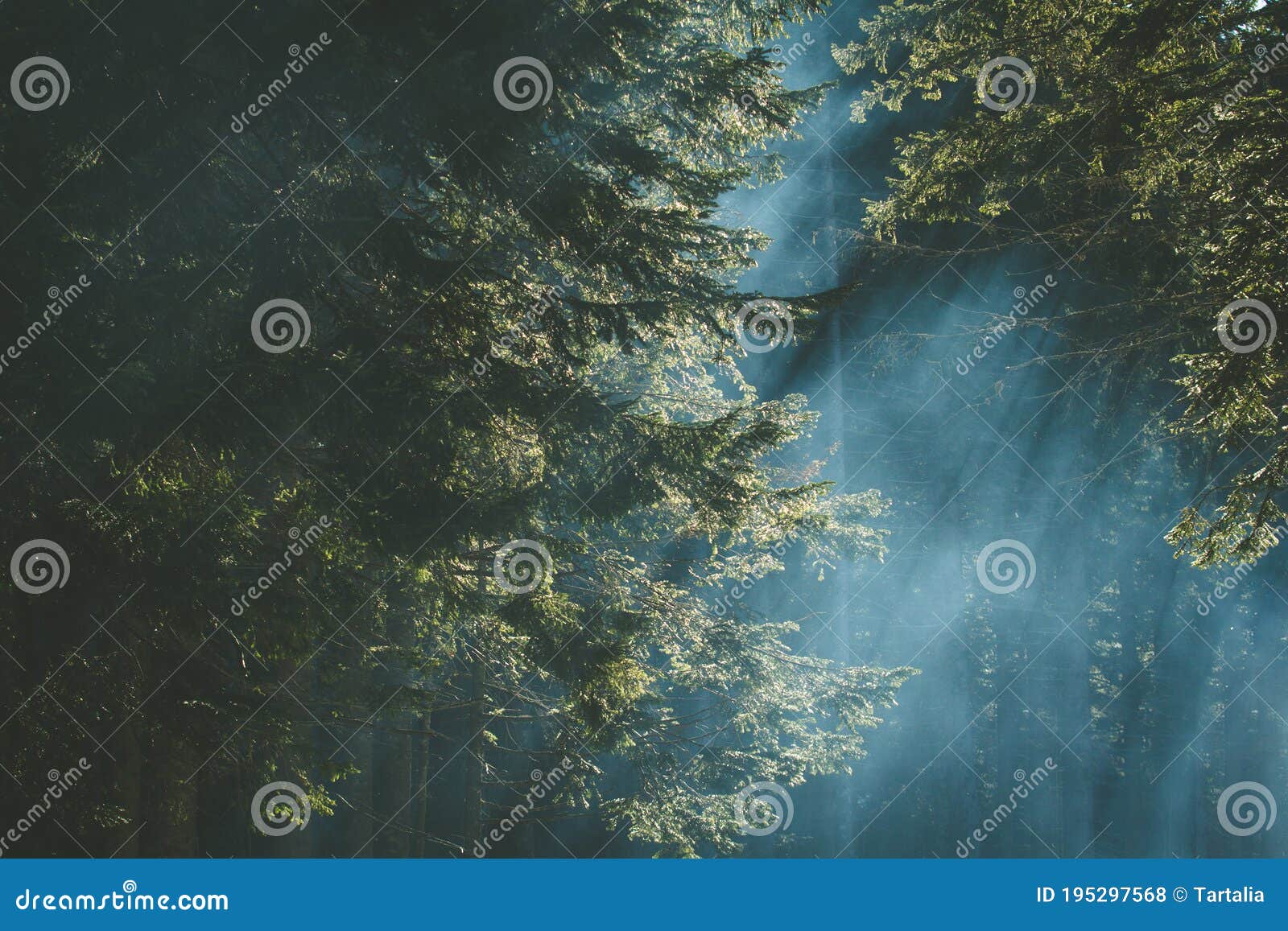 Smoke in the forest air stock photo. Image of ecological - 195297568