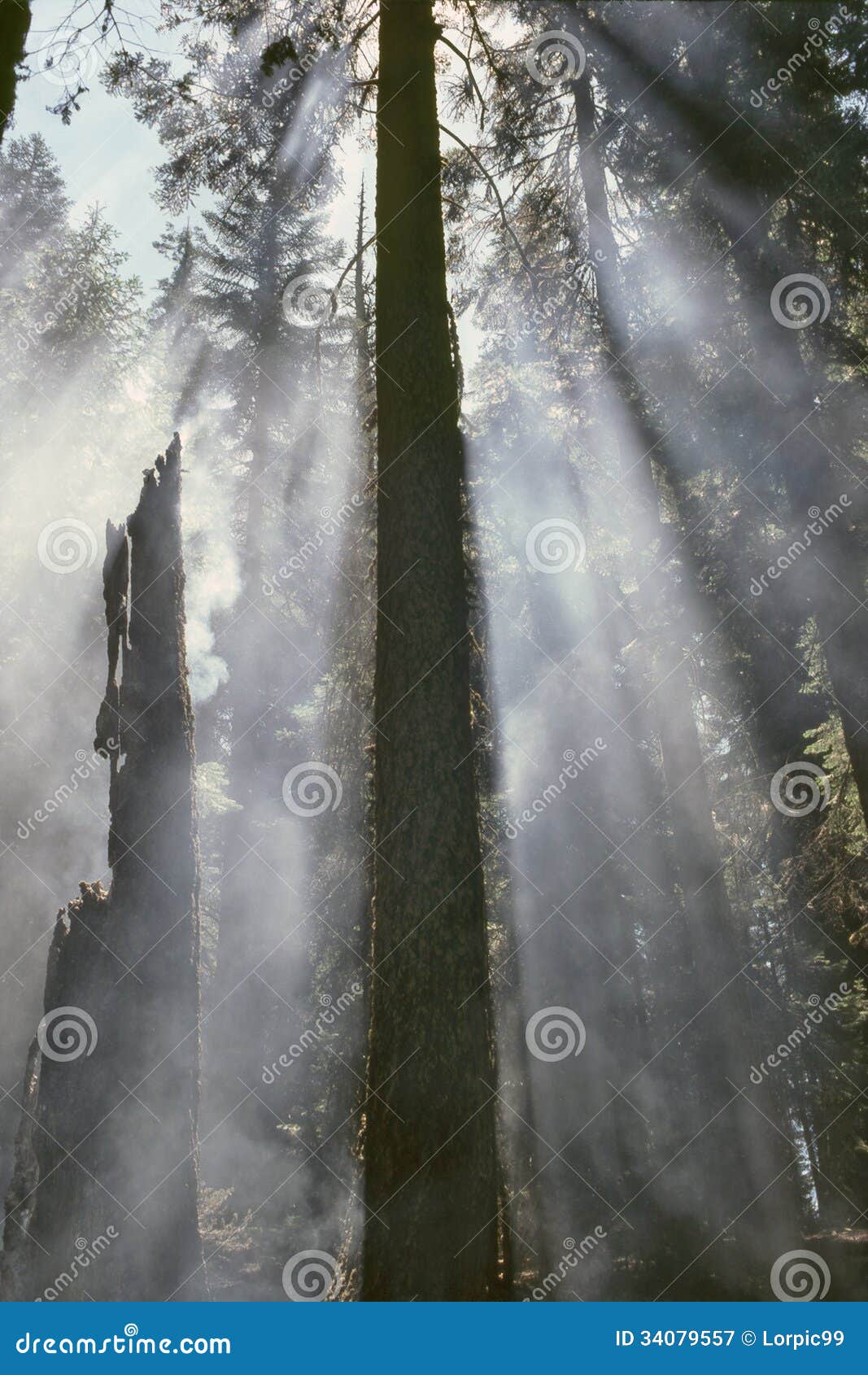 Smoke in forest stock image. Image of california, flora - 34079557