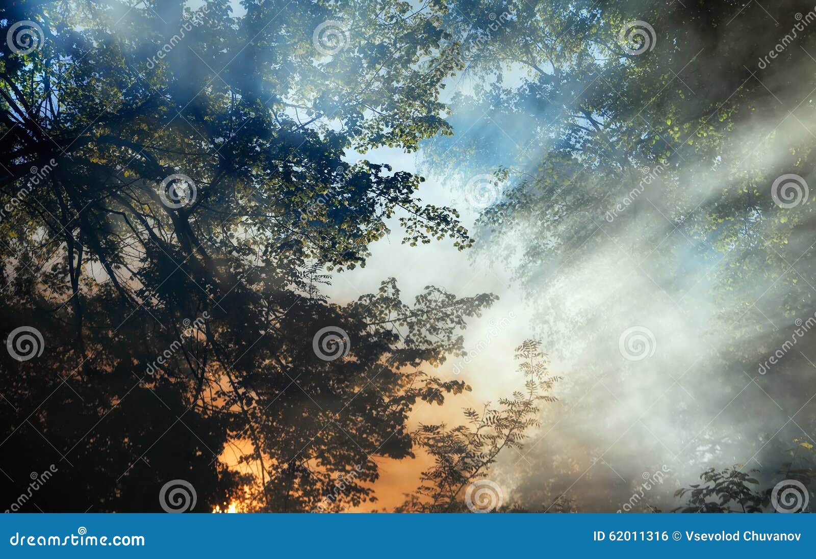 Smoke from a Forest Fire Rises through the Trees. Stock Photo - Image ...