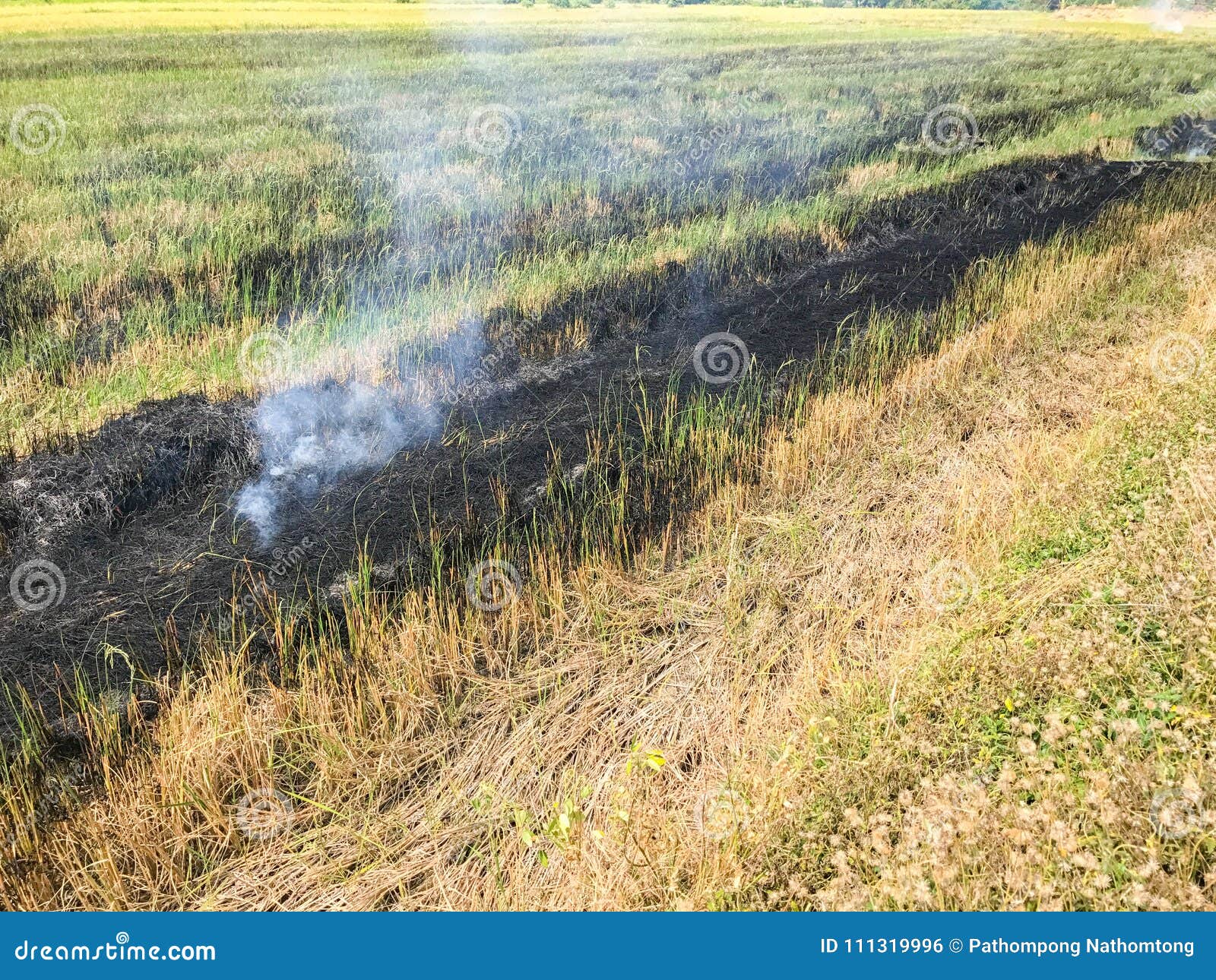 Smoke Form Fire Burning Rice Straw Stock Photo - Image of rural, burnt ...