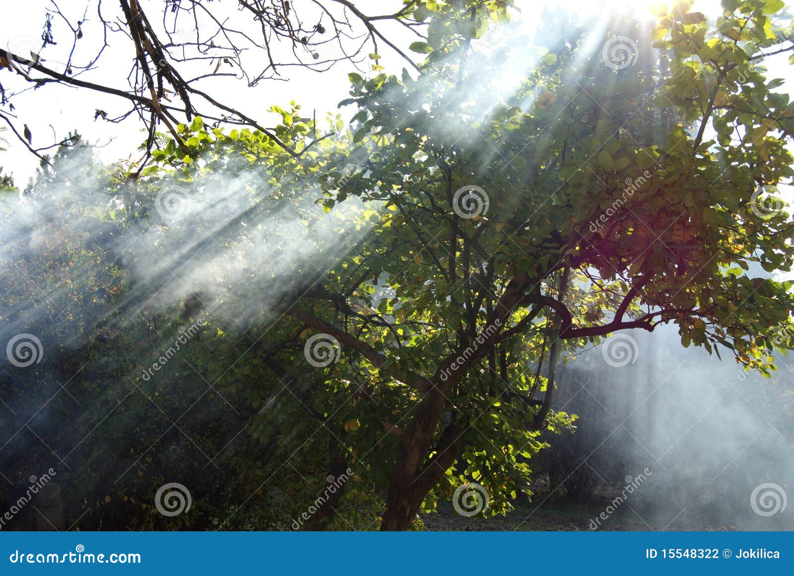 Smoke in the nature stock photo. Image of fire, shadow - 15548322