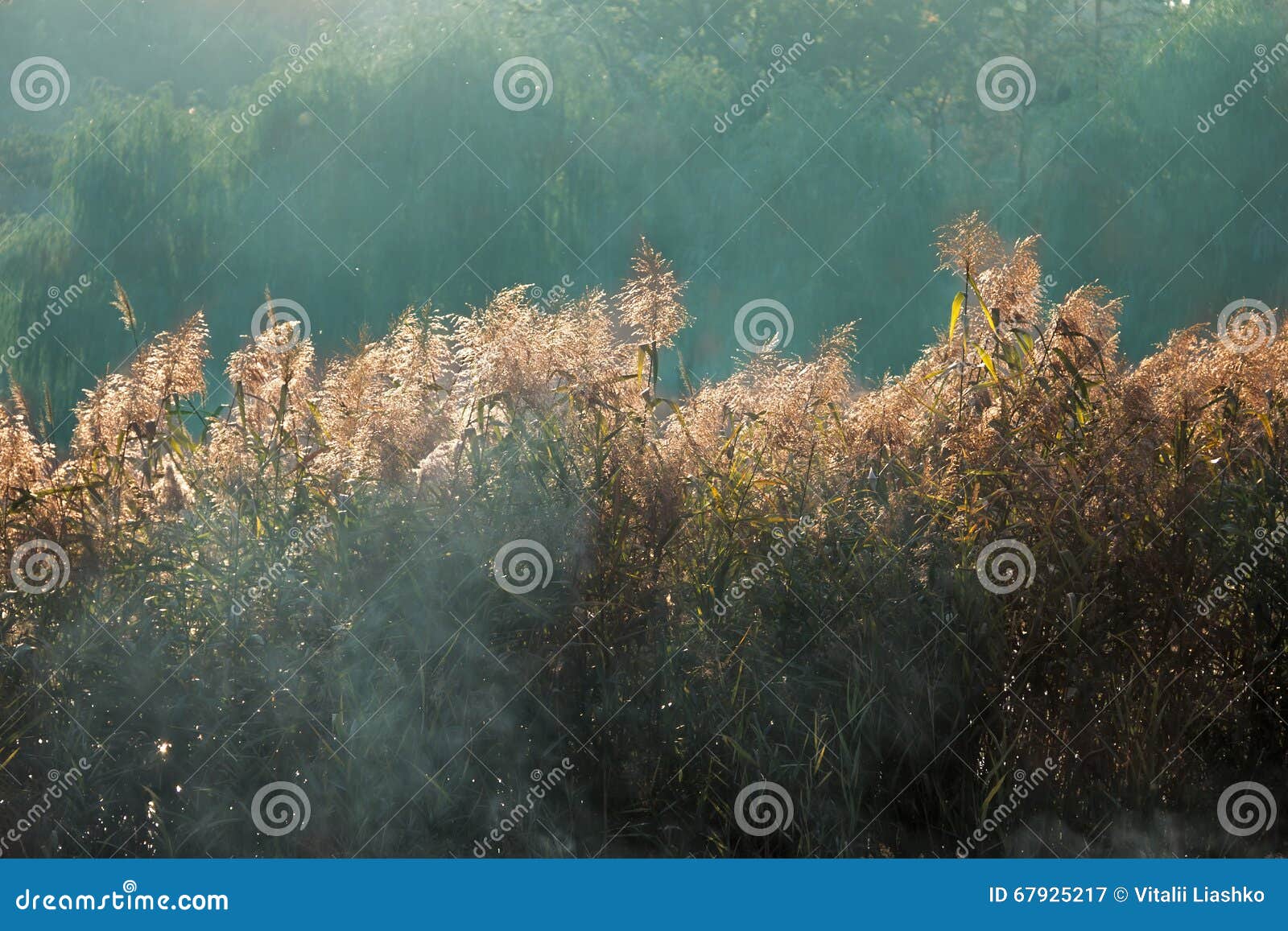 Smoke over Reed grass stock image. Image of rural, sunlight - 67925217