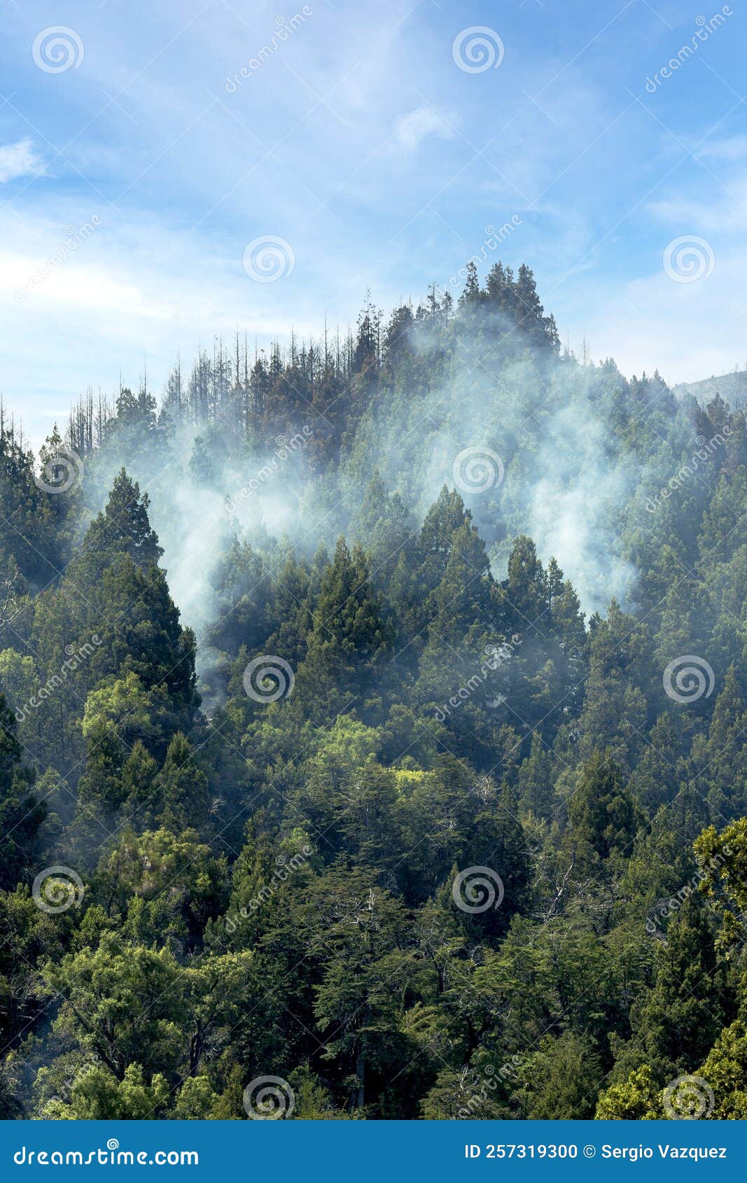 Smoke Rise from a Forest Fire Stock Photo - Image of wilderness ...