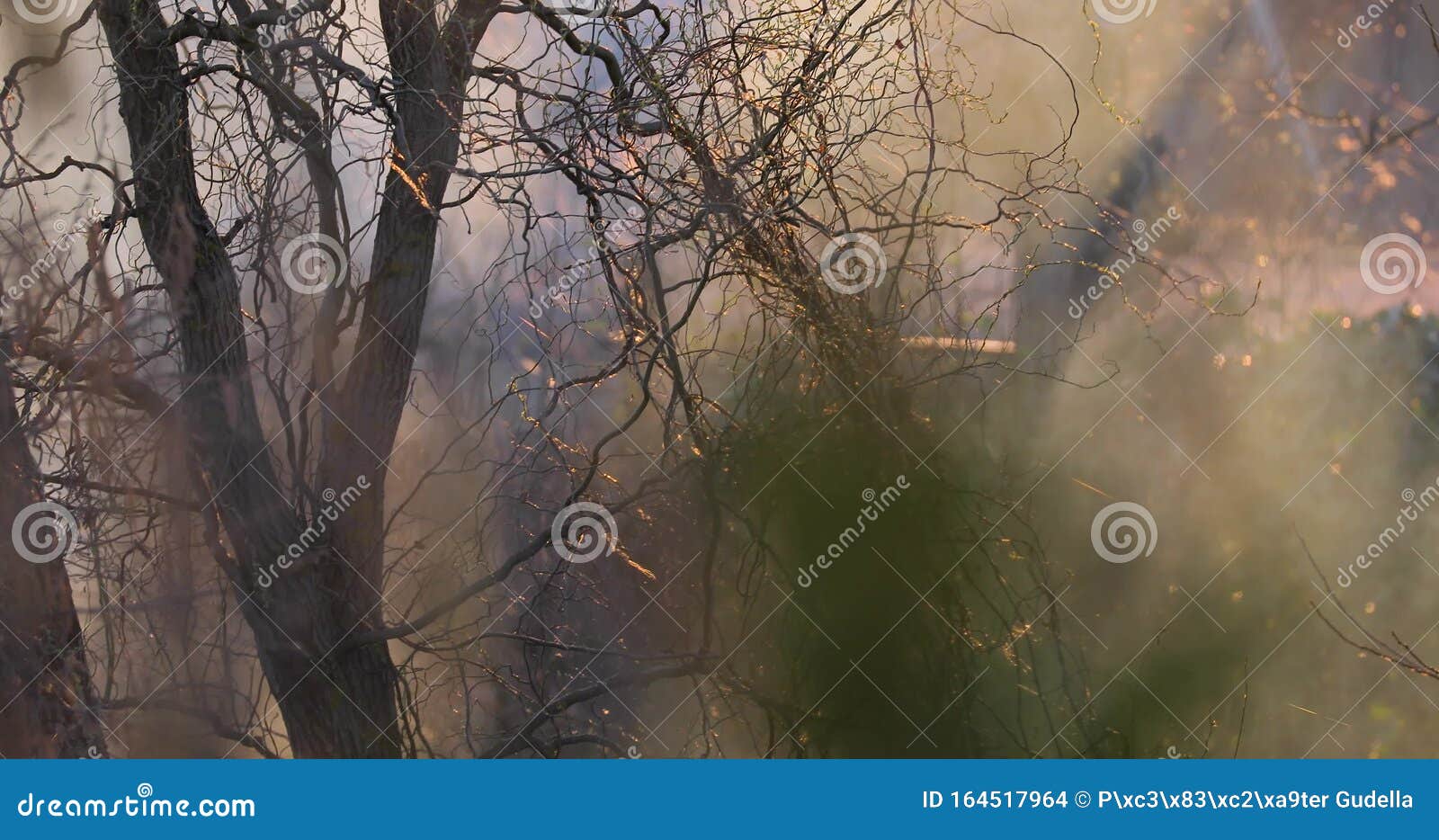 Smoke from Fire between Trees Stock Footage - Video of smoke, change ...