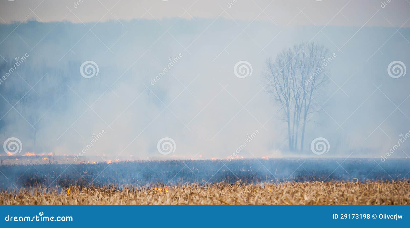Smoke Shrouds a Tree As Fire Burns Around it. Stock Photo - Image of ...