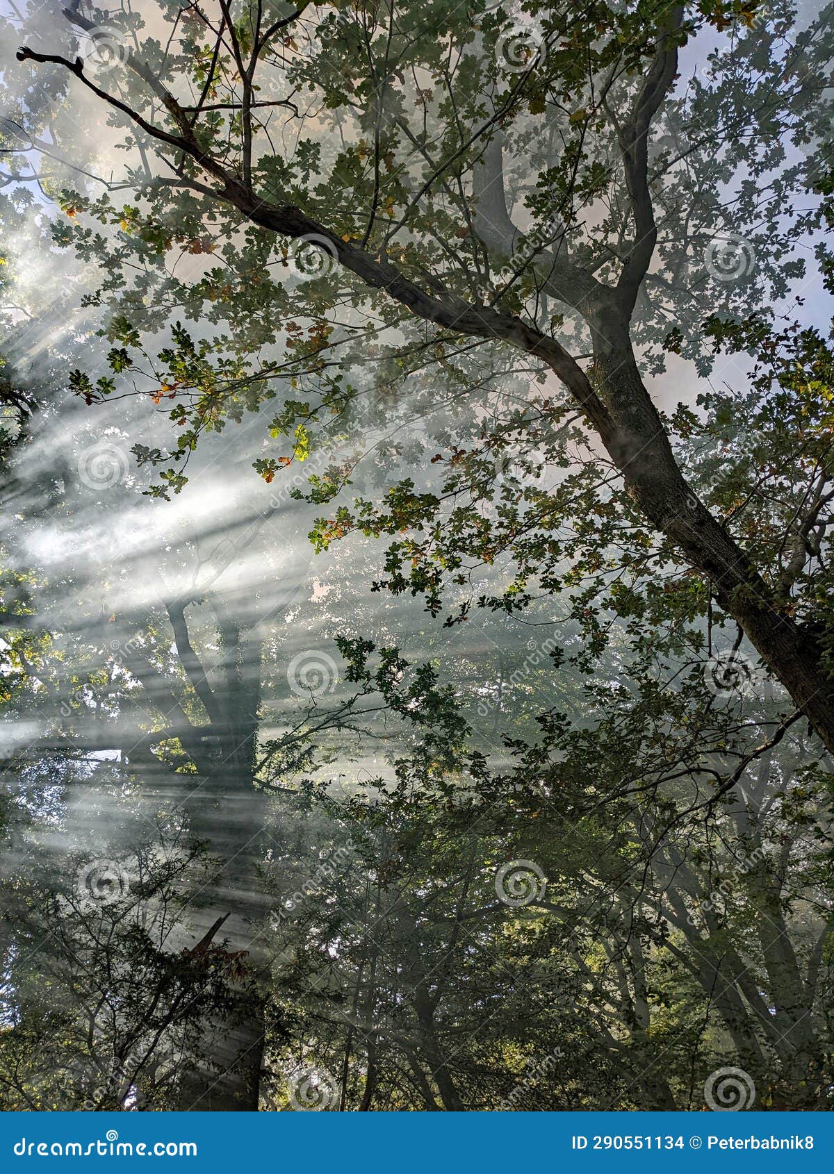 Smoke and Sun Rays between the Trees Stock Photo - Image of river ...
