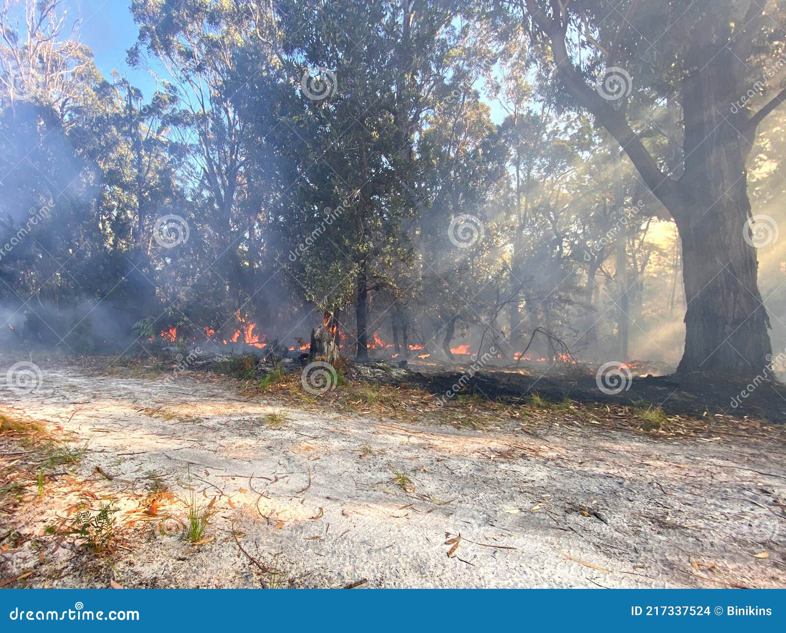 Bushfire in Australia stock photo. Image of shadow, burn - 217337524