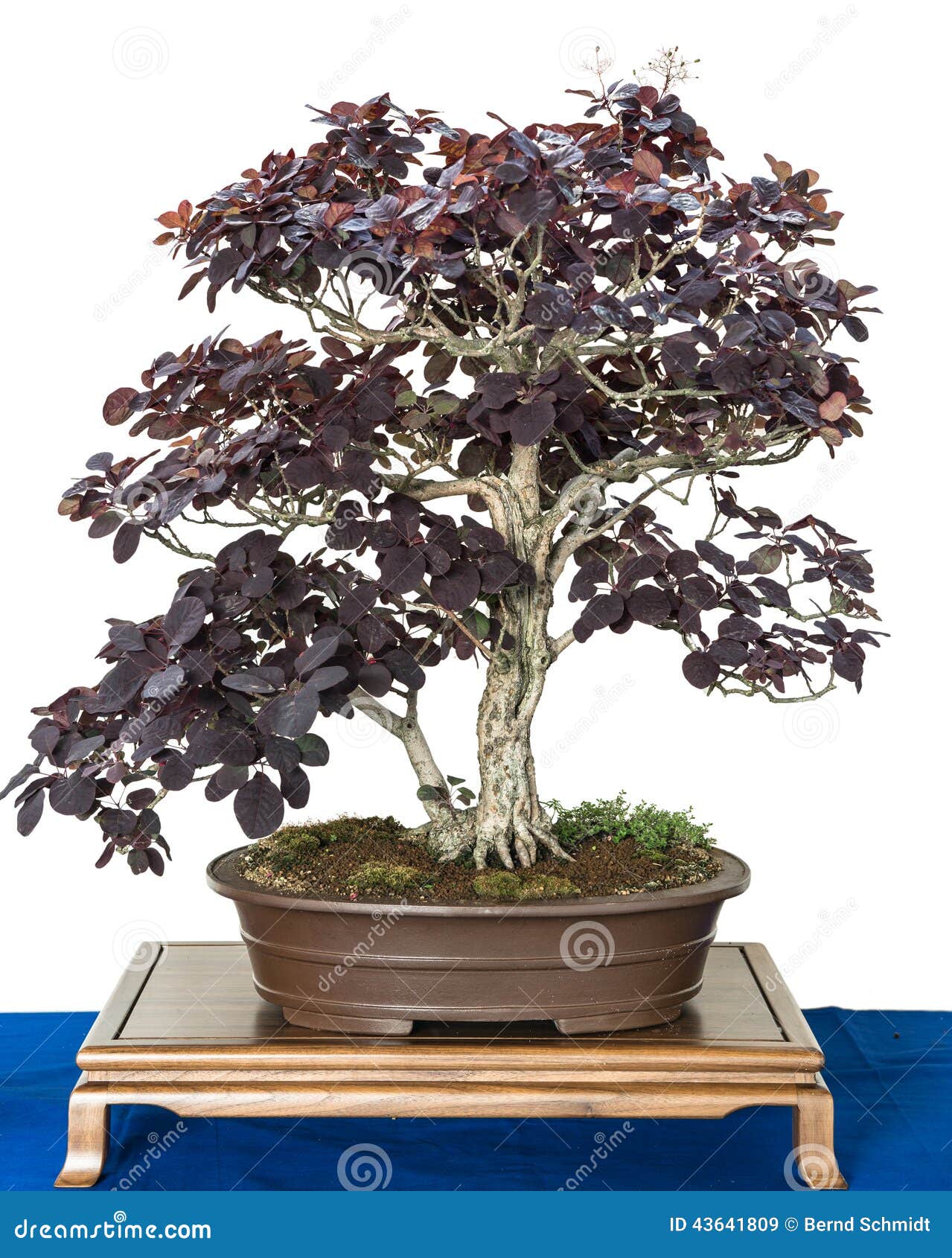 Japanese Smoke Tree