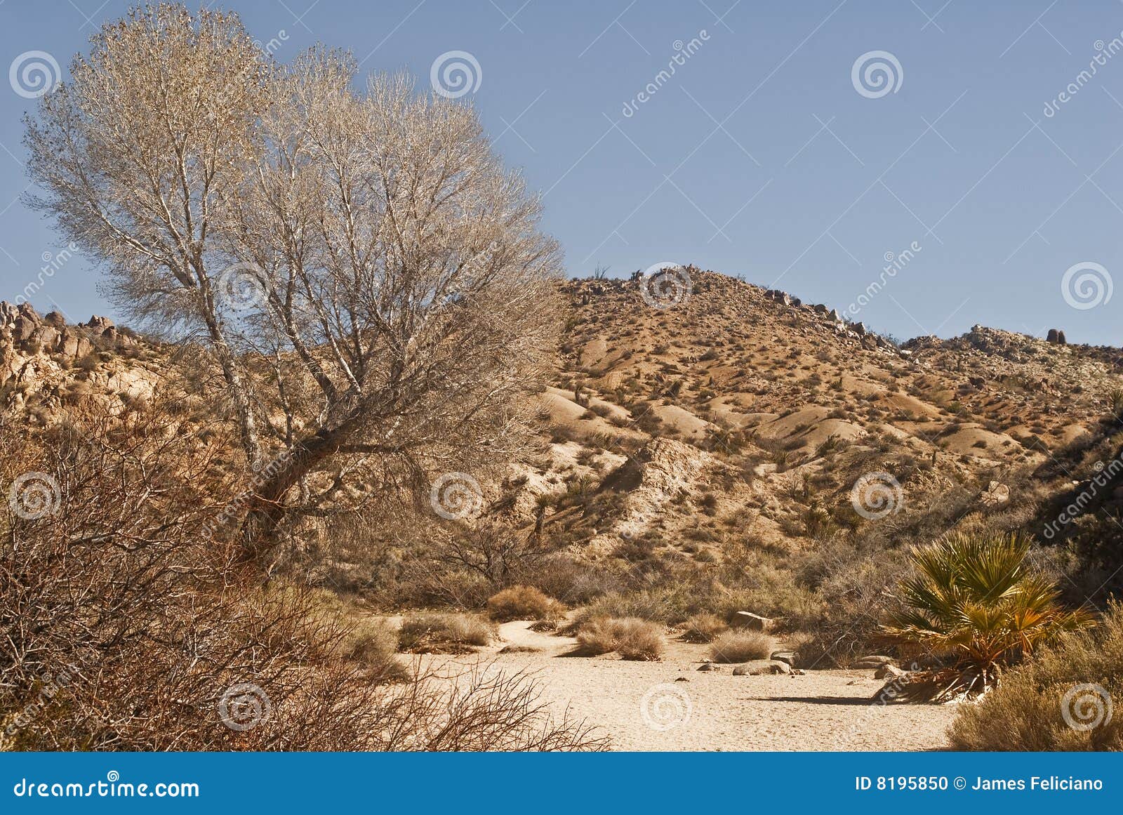Smoke Tree in a Desert Wash Stock Photo - Image of mojave, california ...