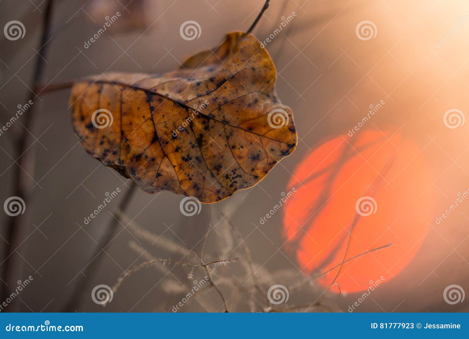 Smoke tree leaf at sunset stock image. Image of branch - 81777923