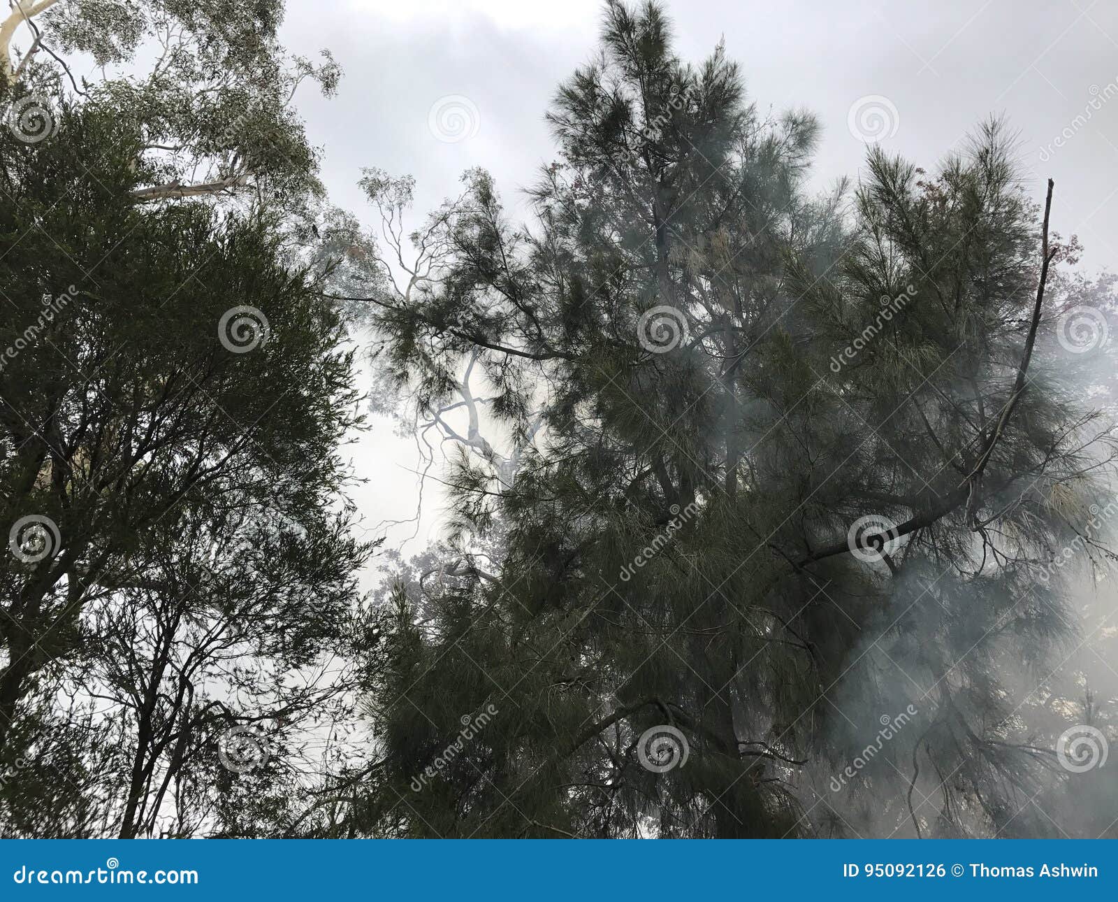 Smoke and Trees stock photo. Image of campfire, forest - 95092126
