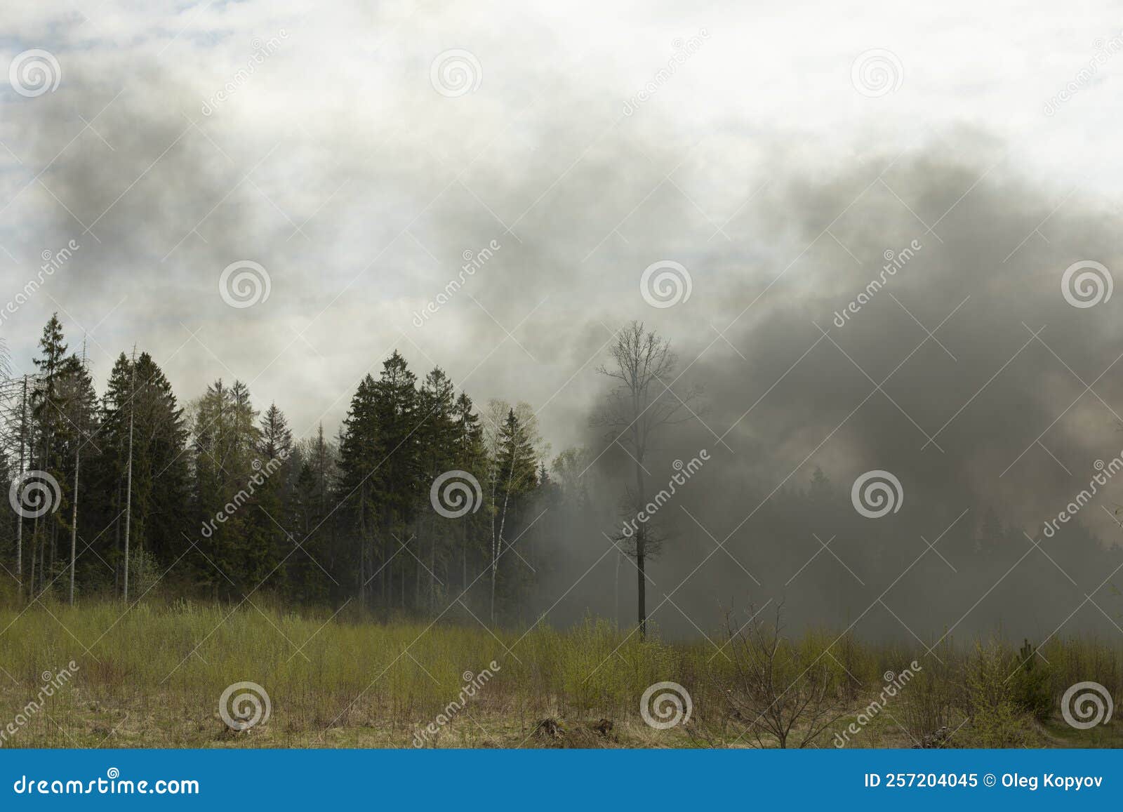 Smoke in Woods. Fire in Nature. Black Smoke in Countryside Stock Image ...
