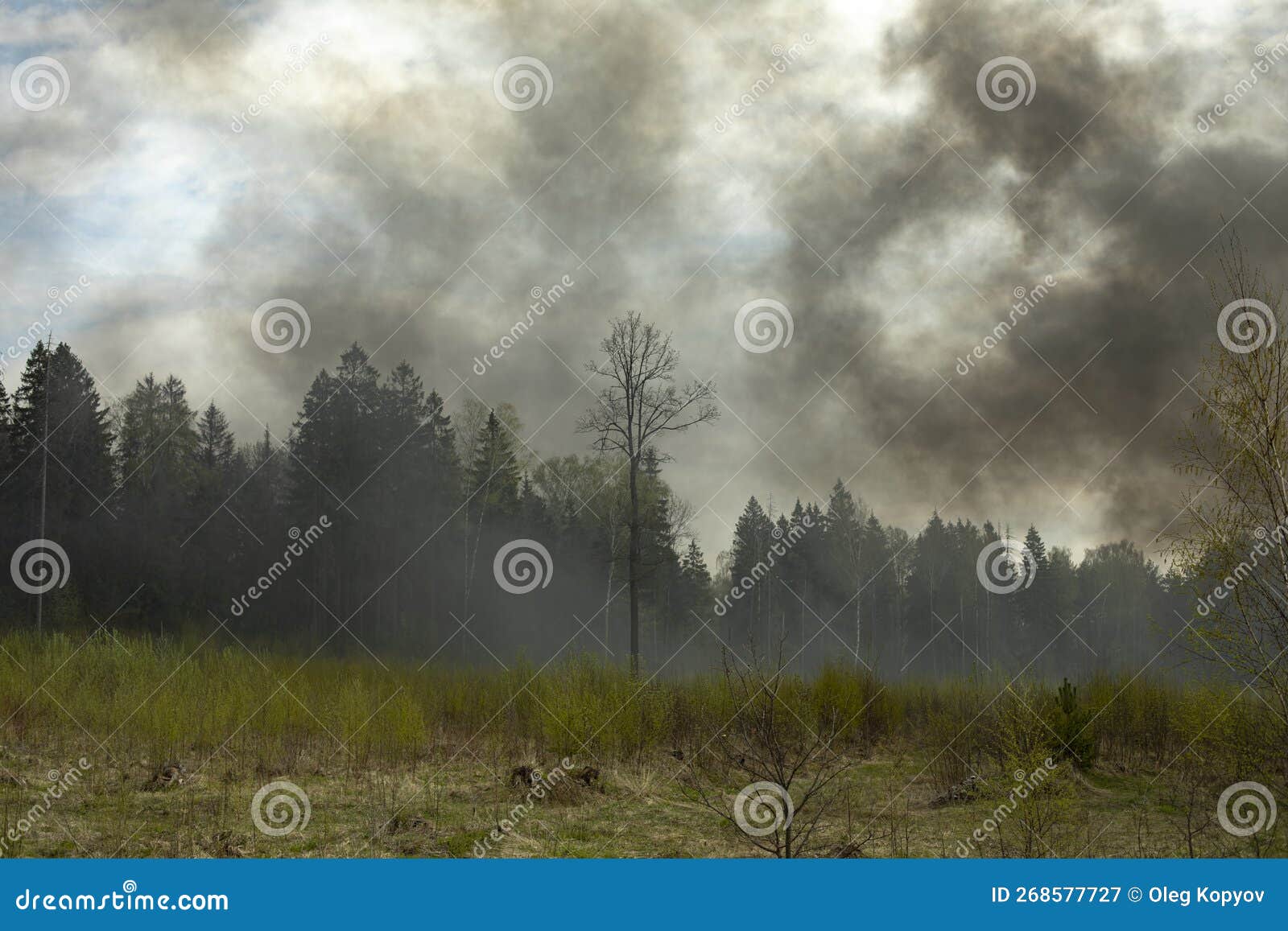 Smoke in Woods. Fire in Nature. Black Smoke in Countryside Stock Image ...