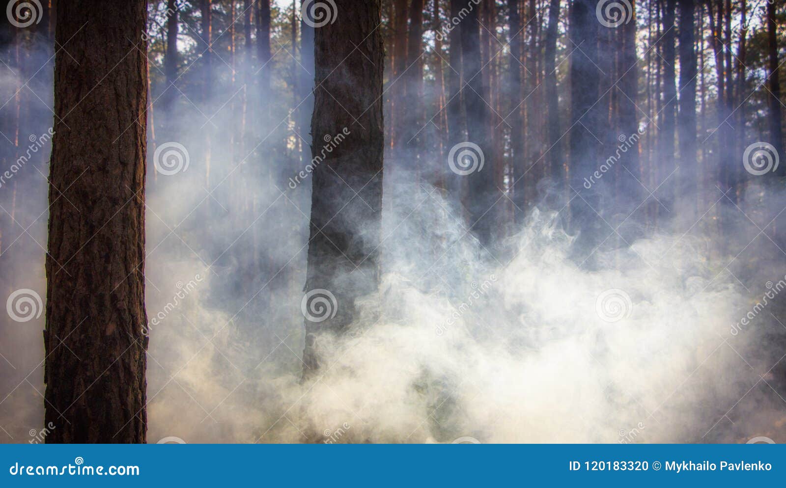 Smoke in the Woods, the Rays of the Sun Illuminate the Smoke Stock ...