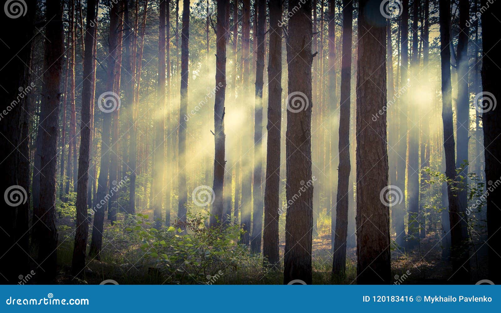 Smoke in the Woods, the Rays of the Sun Illuminate the Smoke Stock ...