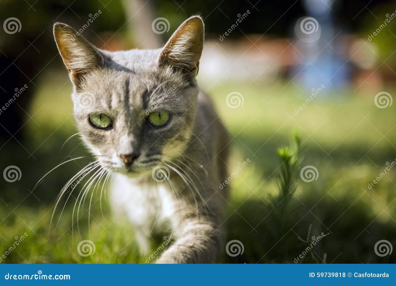 Smoked colour cat stock photo. Image of happy, face, grey - 59739818