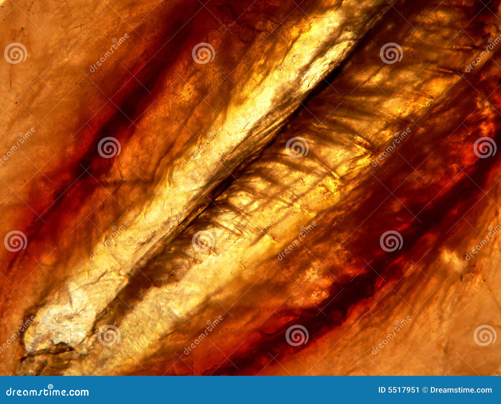 Smoked filleted fish stock image. Image of filleted, pattern - 5517951
