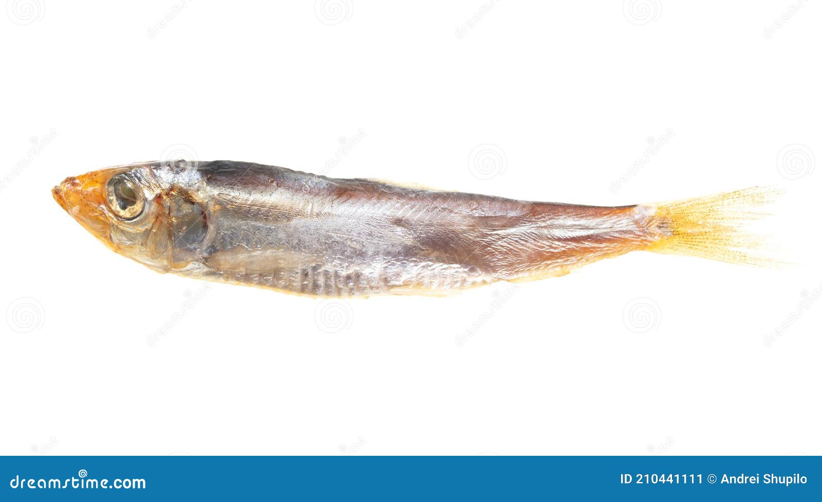 Smoked Sprat Isolated on White Stock Image - Image of nutrition ...