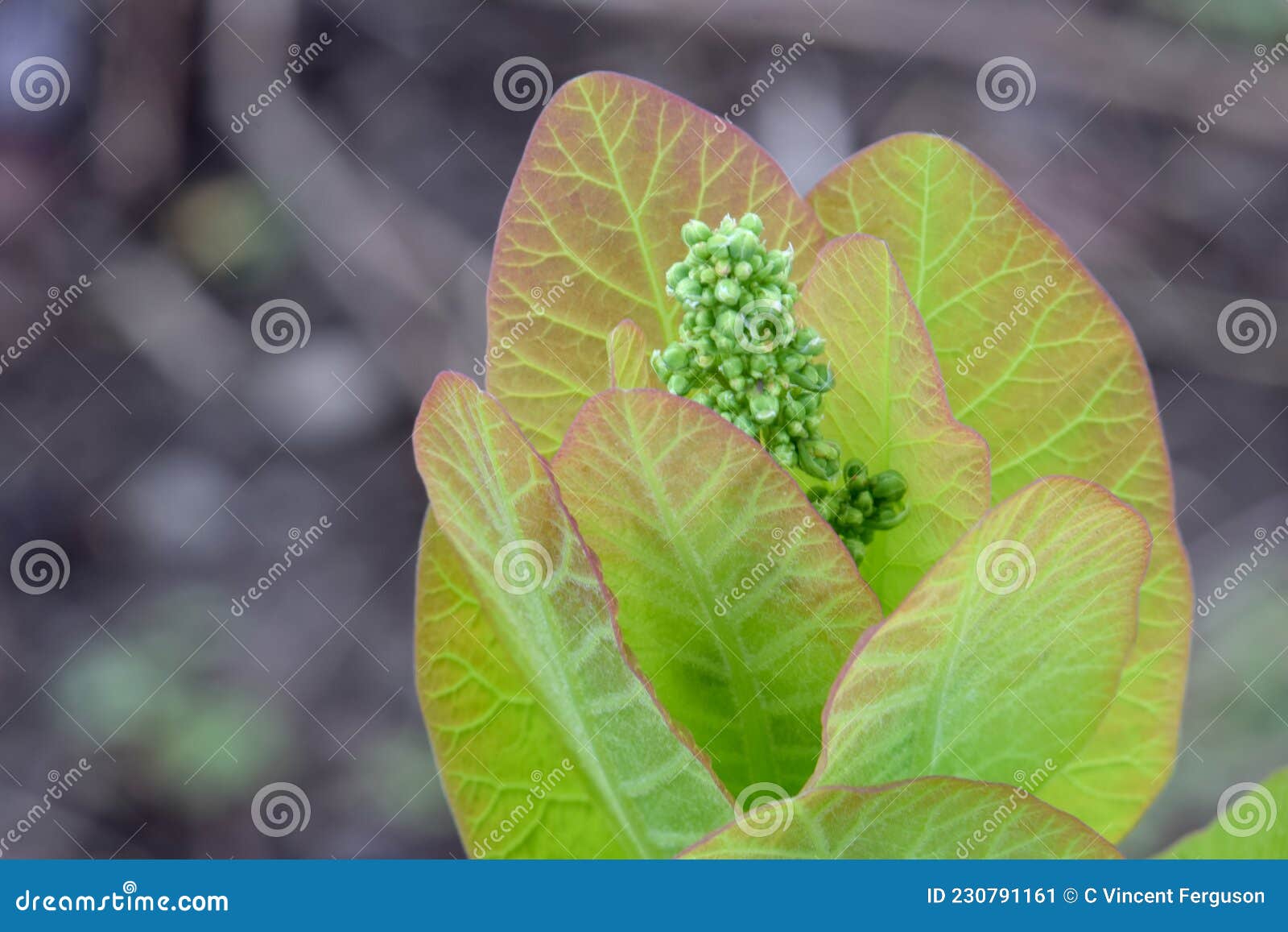 Smoketree Berry 03 stock image. Image of leaves, plant - 230791161