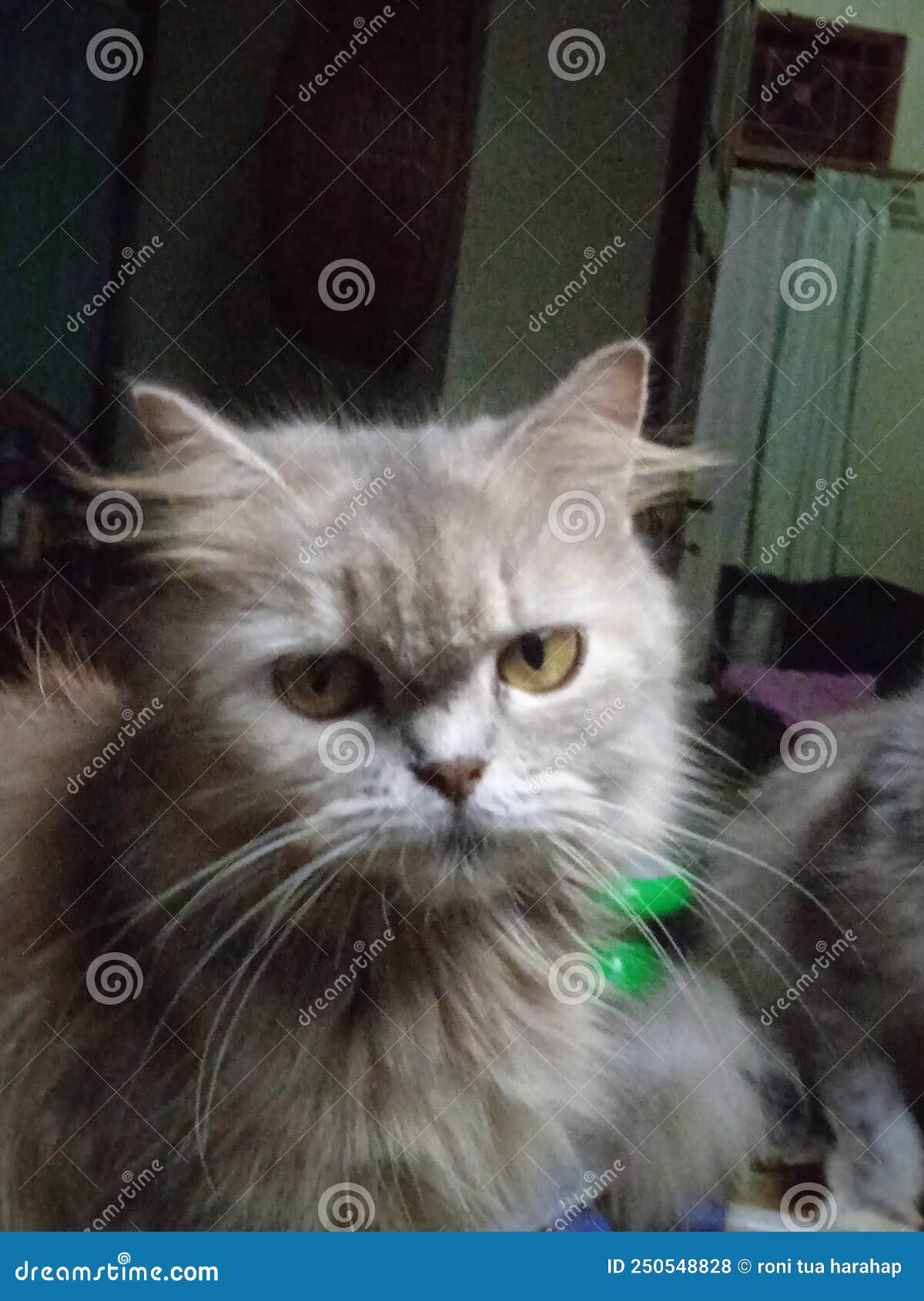 Smokey the cat stock photo. Image of whiskers, animal - 250548828