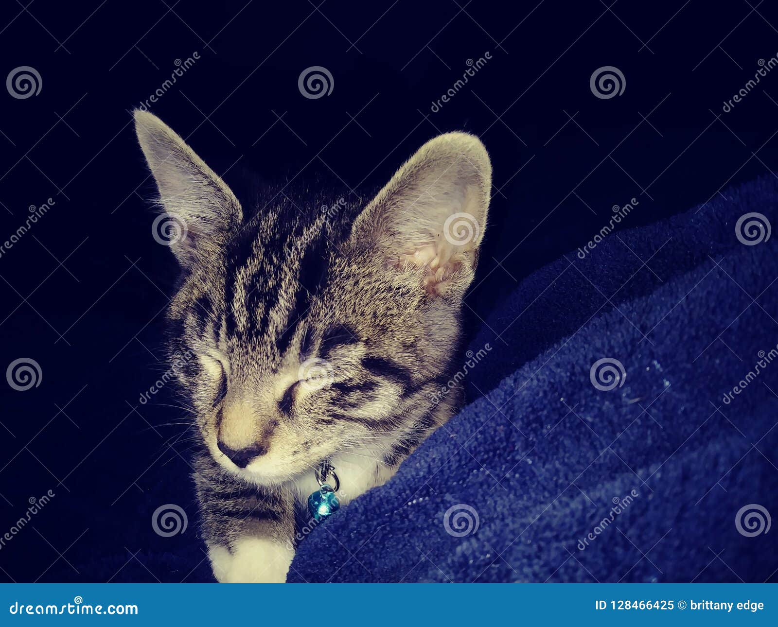 Smokey the Cat stock image. Image of tabbie, blue, smokey - 128466425