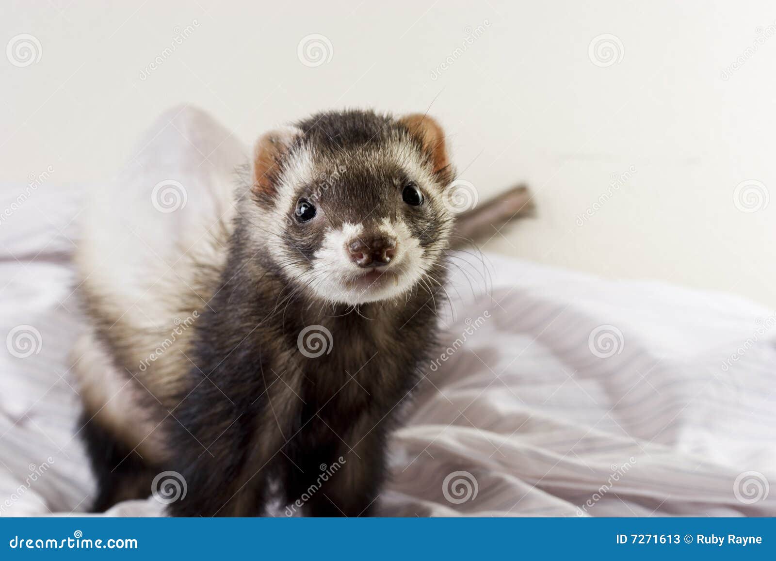 Smokey the Ferret stock image. Image of nervous, rescue - 7271613