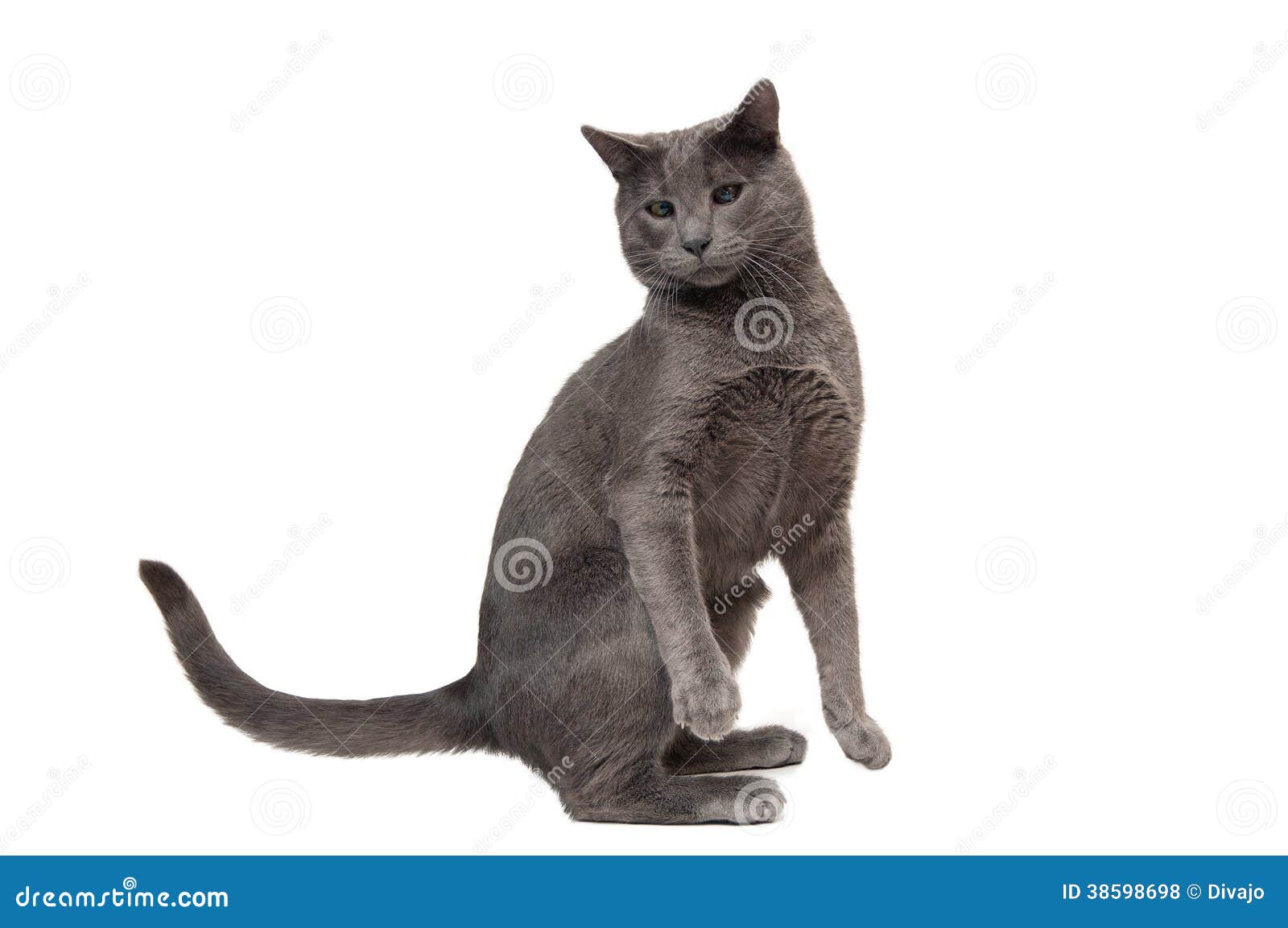 Smokey grey kitten stock photo. Image of sitting, shorthair - 38598698