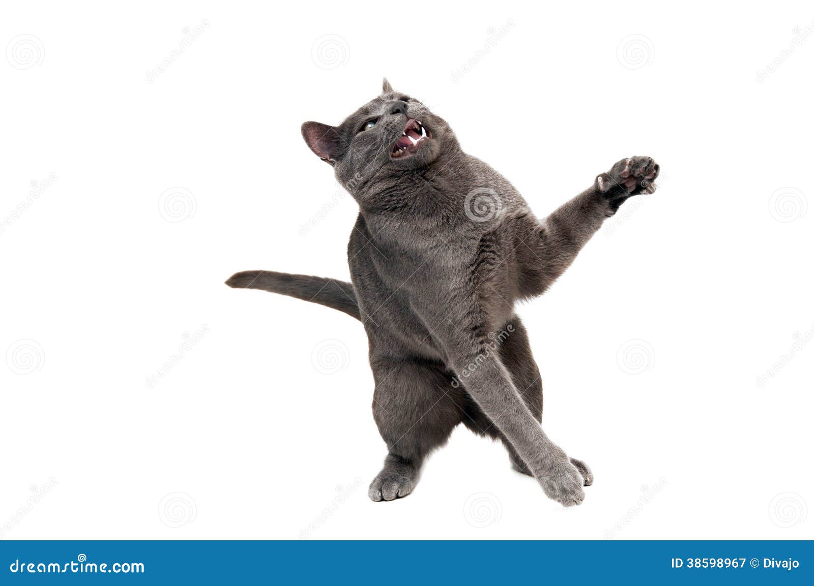 Smokey grey kitten stock image. Image of looking, cute - 38598967
