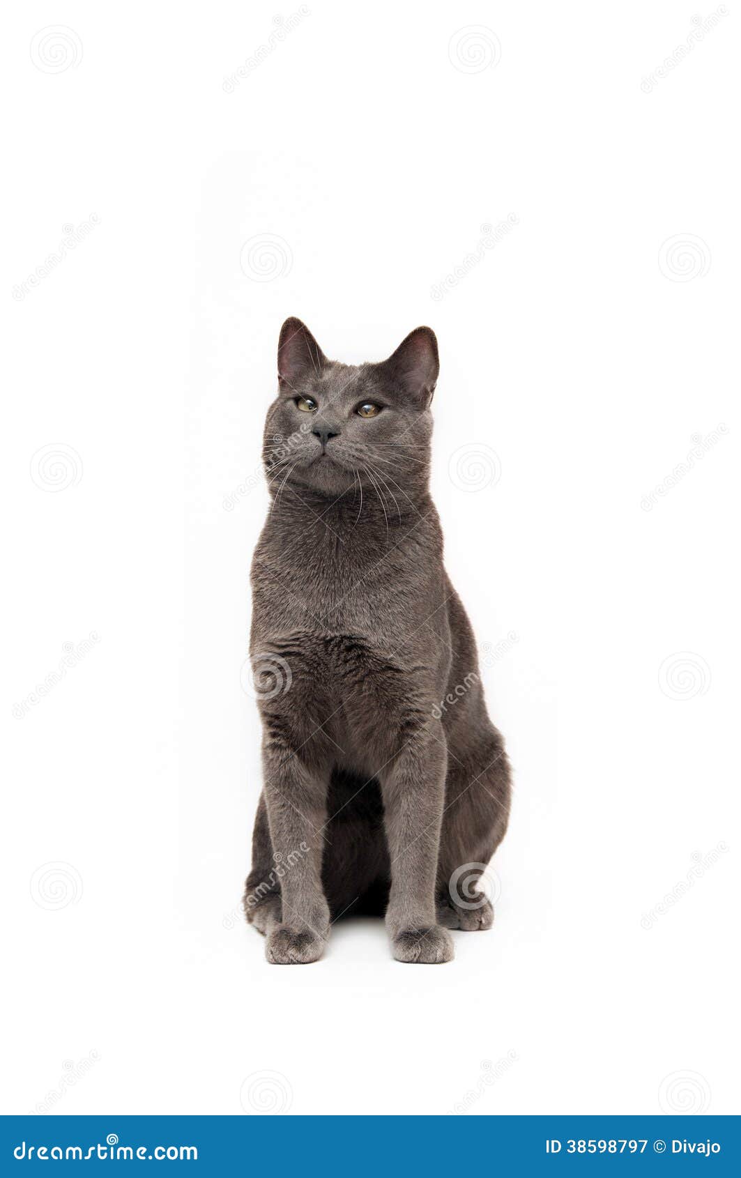 Smokey grey kitten stock image. Image of mammal, feline - 38598797