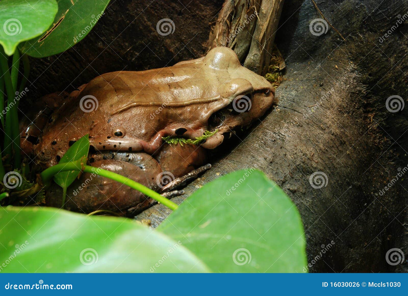 Smokey Jungle Frog stock photo. Image of nature, jungle - 16030026
