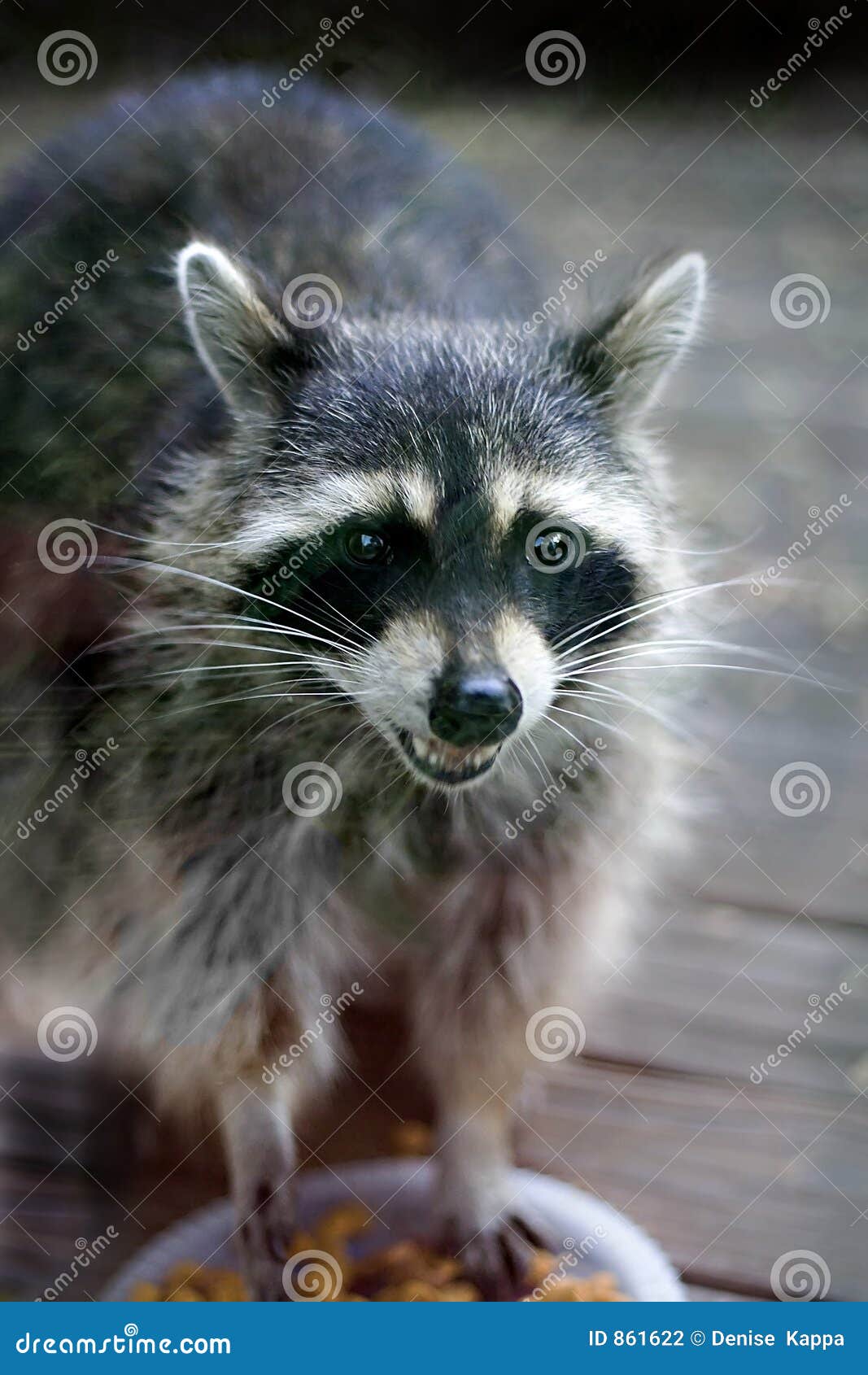 Smokey Raccoon stock photo. Image of natural, exploring - 861622