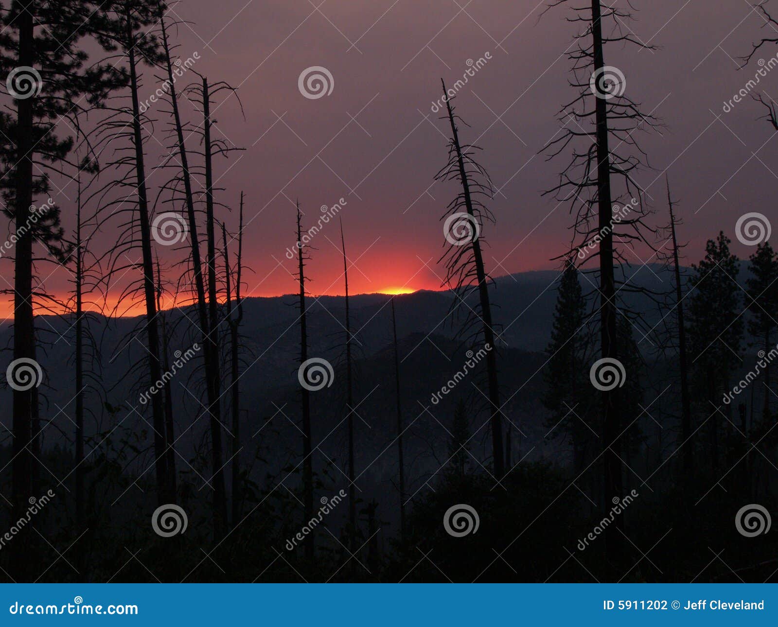 Smokey Sunset with Burnt Pine Trees Silhouetted Stock Photo - Image of ...