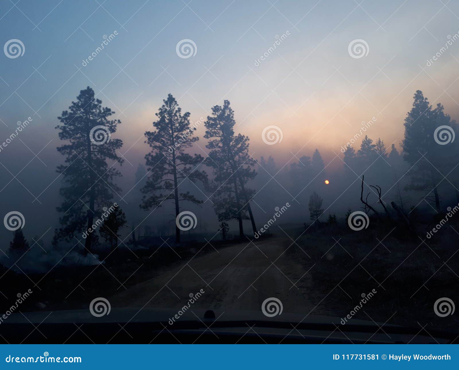 Smokey trees stock image. Image of controlled, slash - 117731581