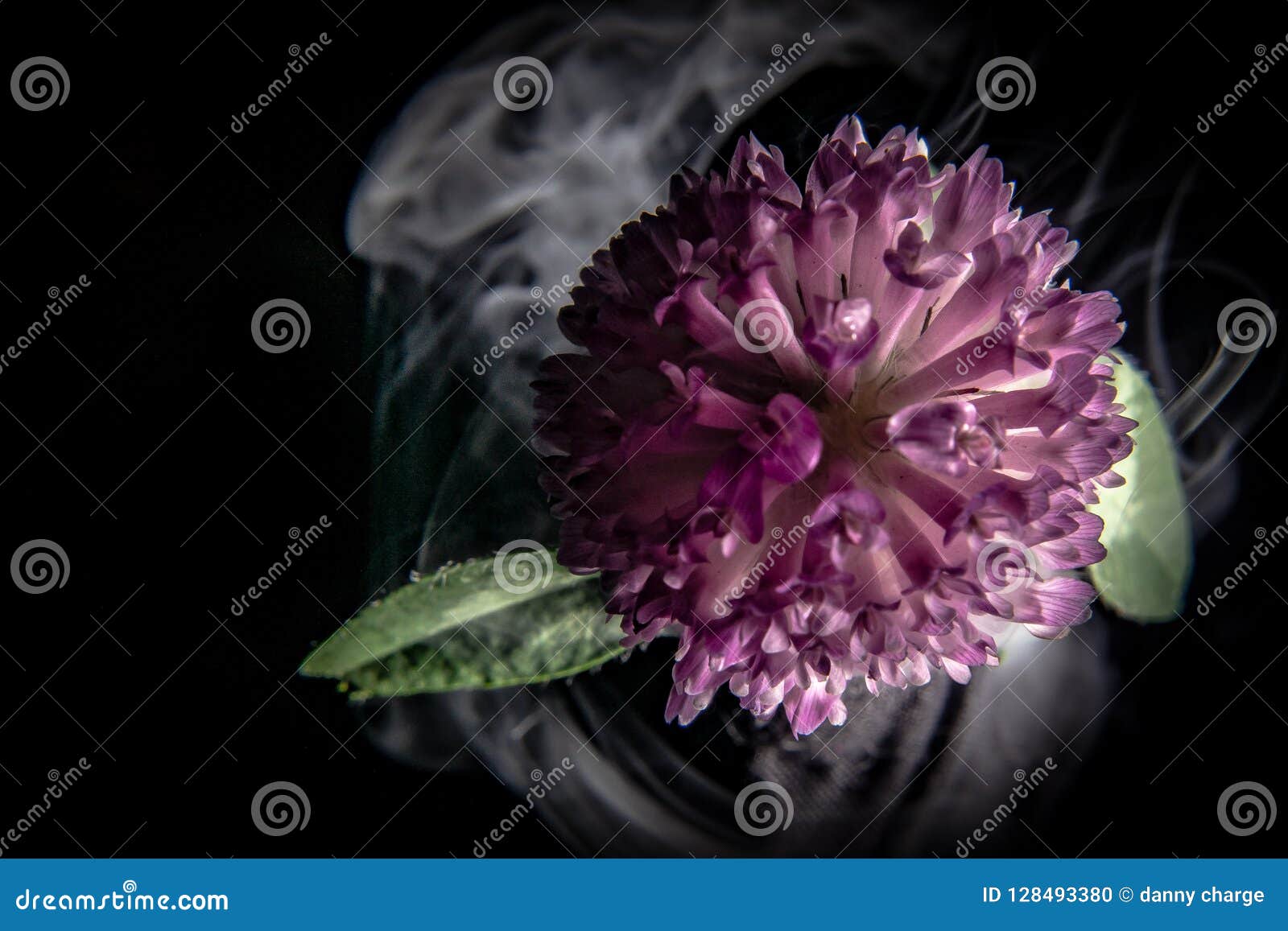 Smokey wild flower stock photo. Image of smokey, wild - 128493380