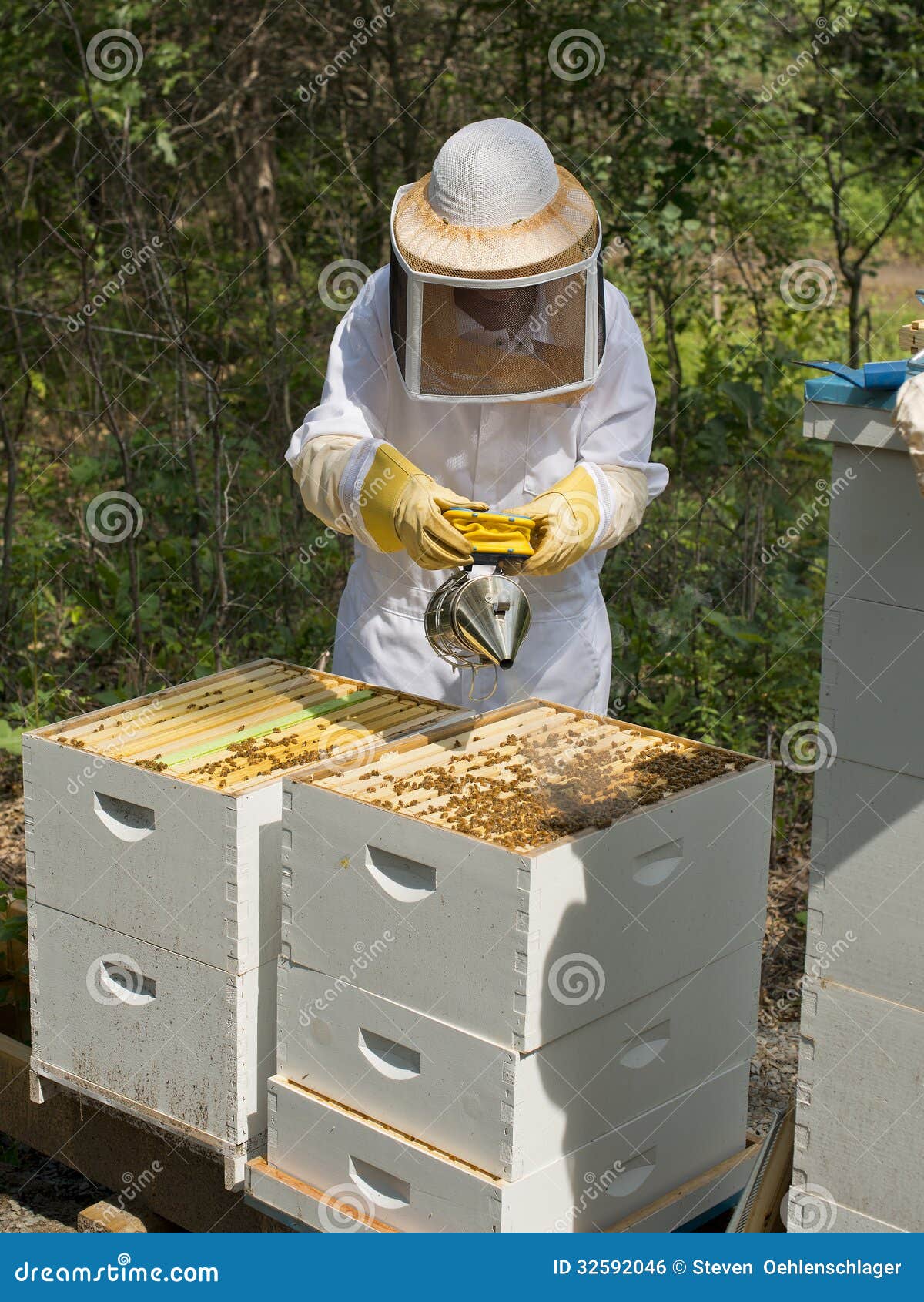 Smoking Bees stock photo. Image of smoker, honey, bees - 32592046
